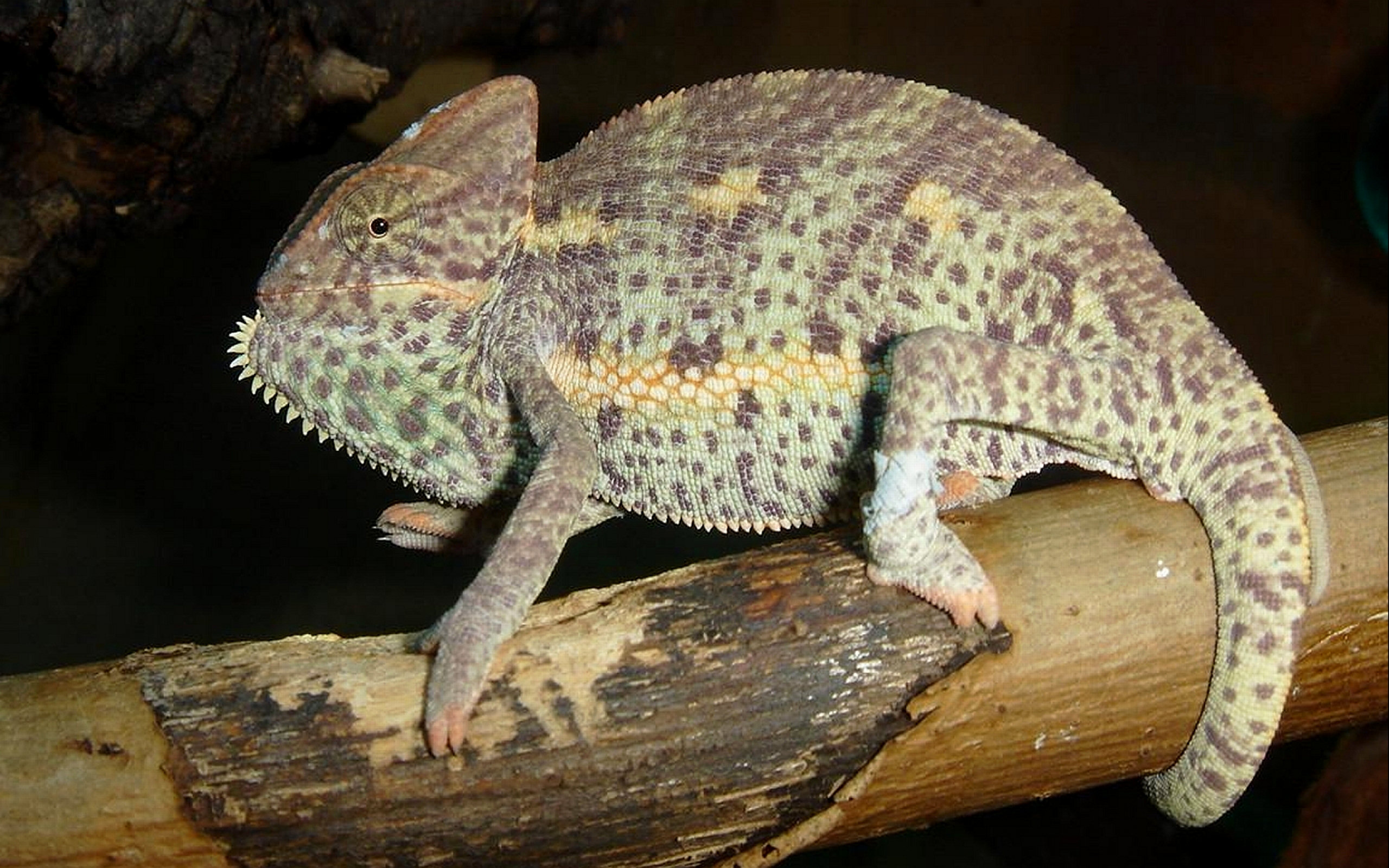 Download Animal Chameleon HD Wallpaper