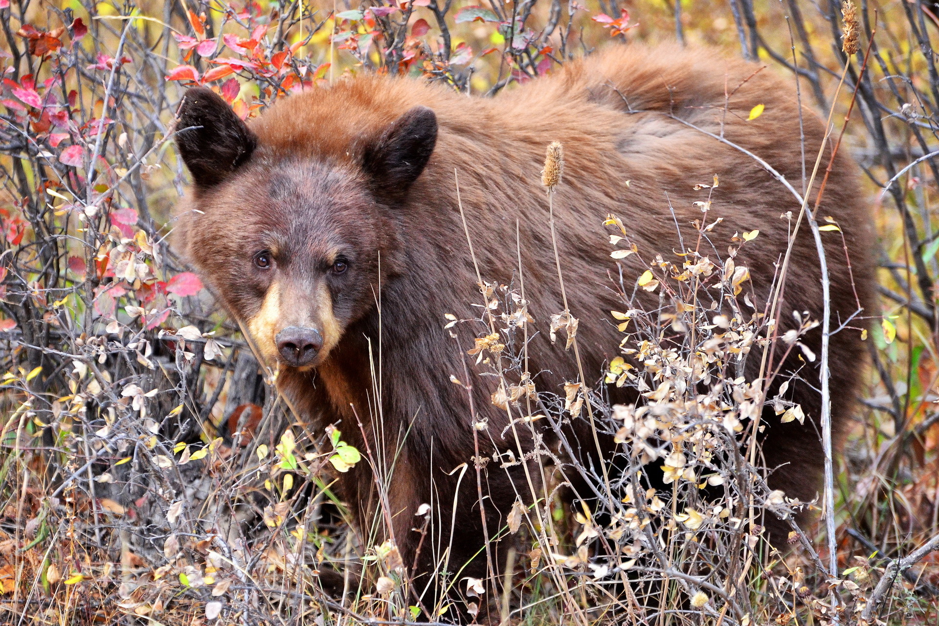 Majestic Bear in Autumn Wilderness - HD Animal Wallpaper