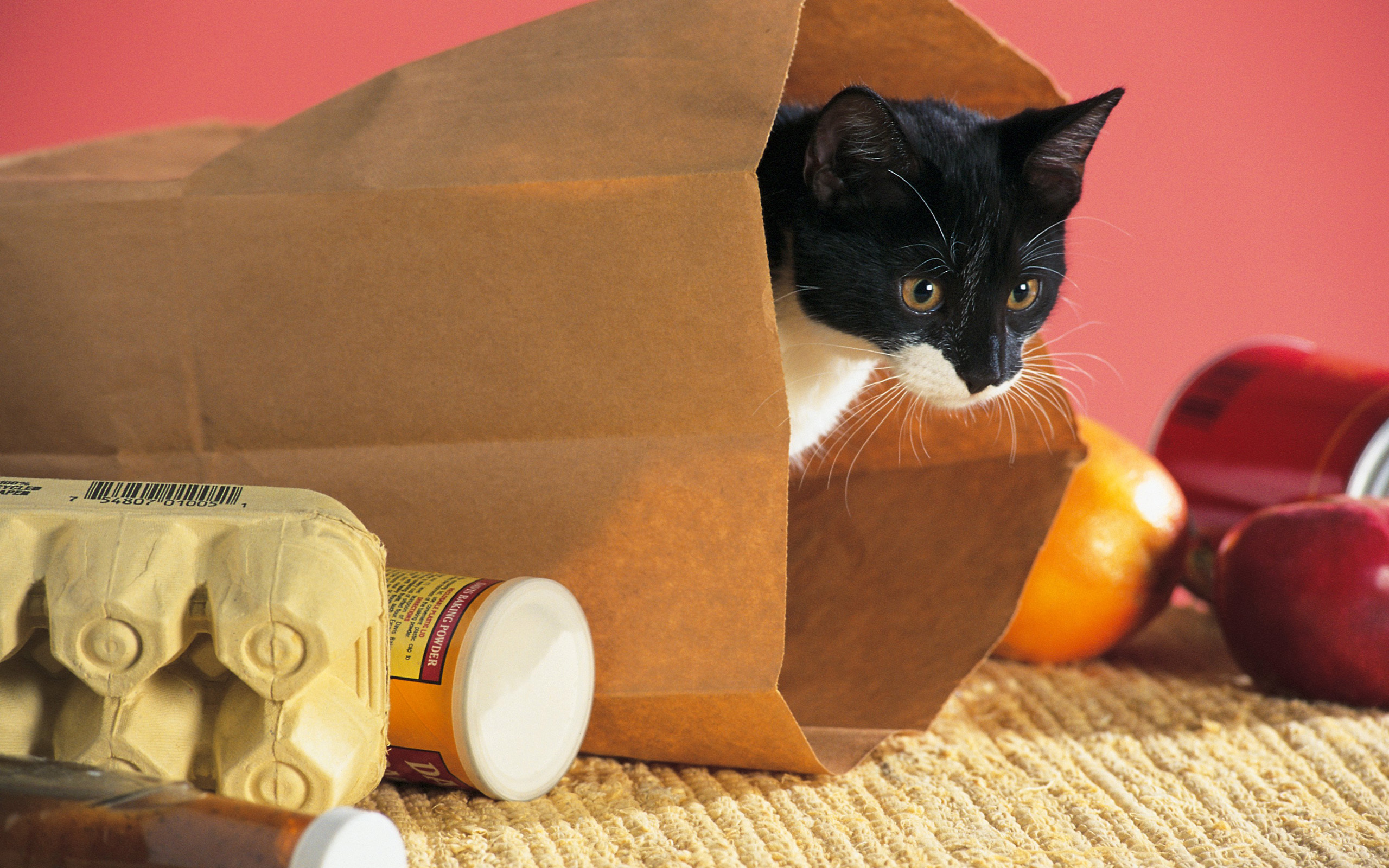 Curious Cat Exploring: HD Animal Wallpaper