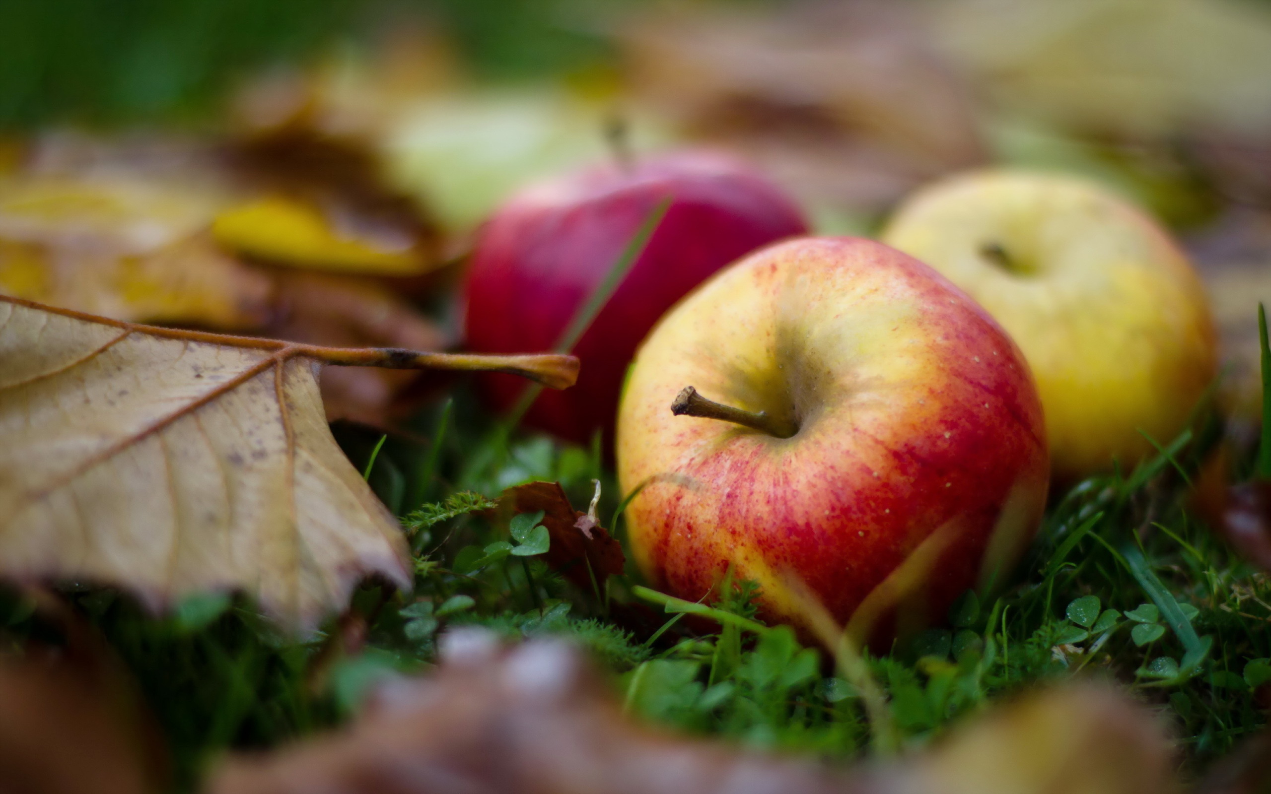 Crisp Autumn Apples HD Wallpaper Delight