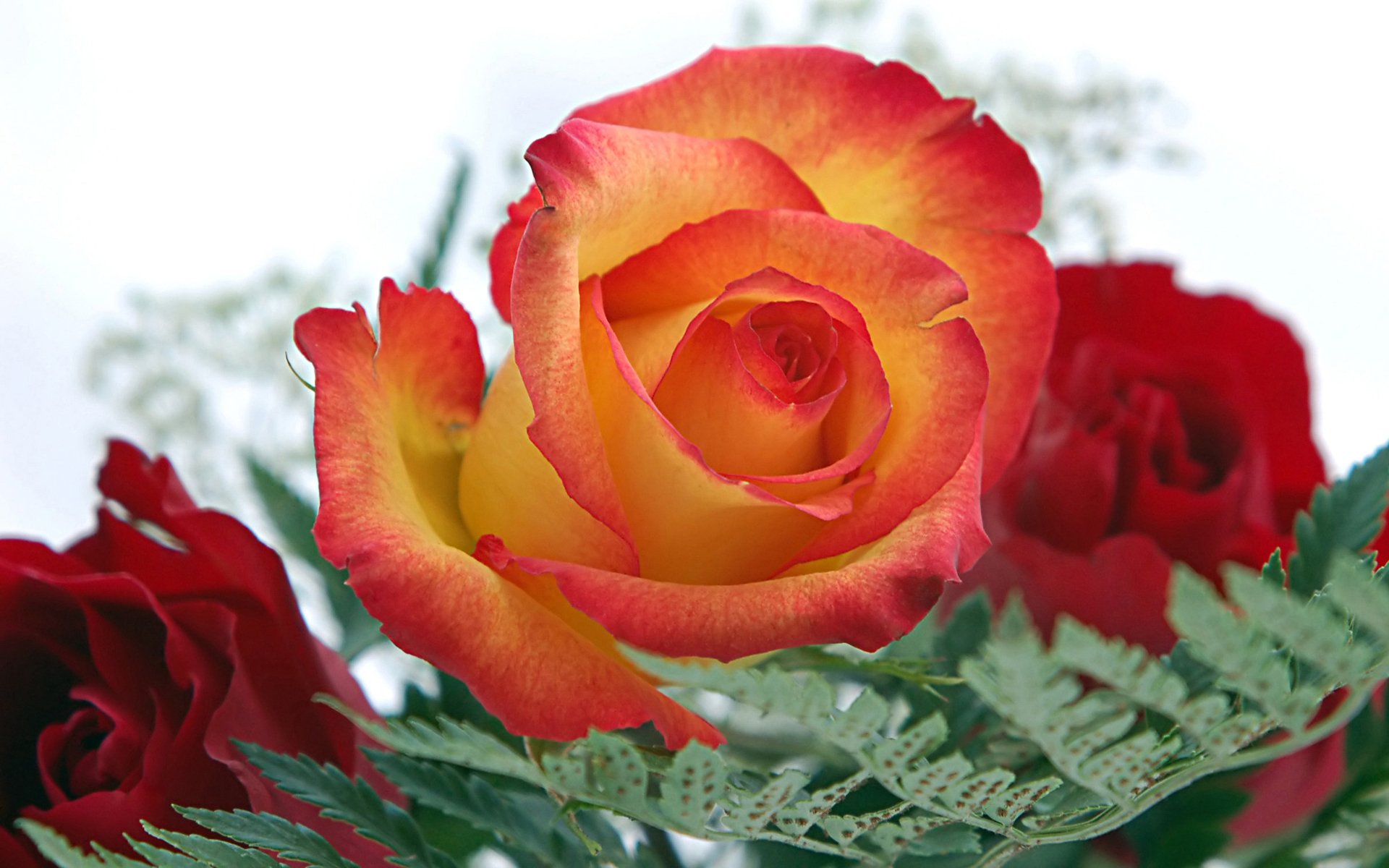 Moril-belles roses by Moril