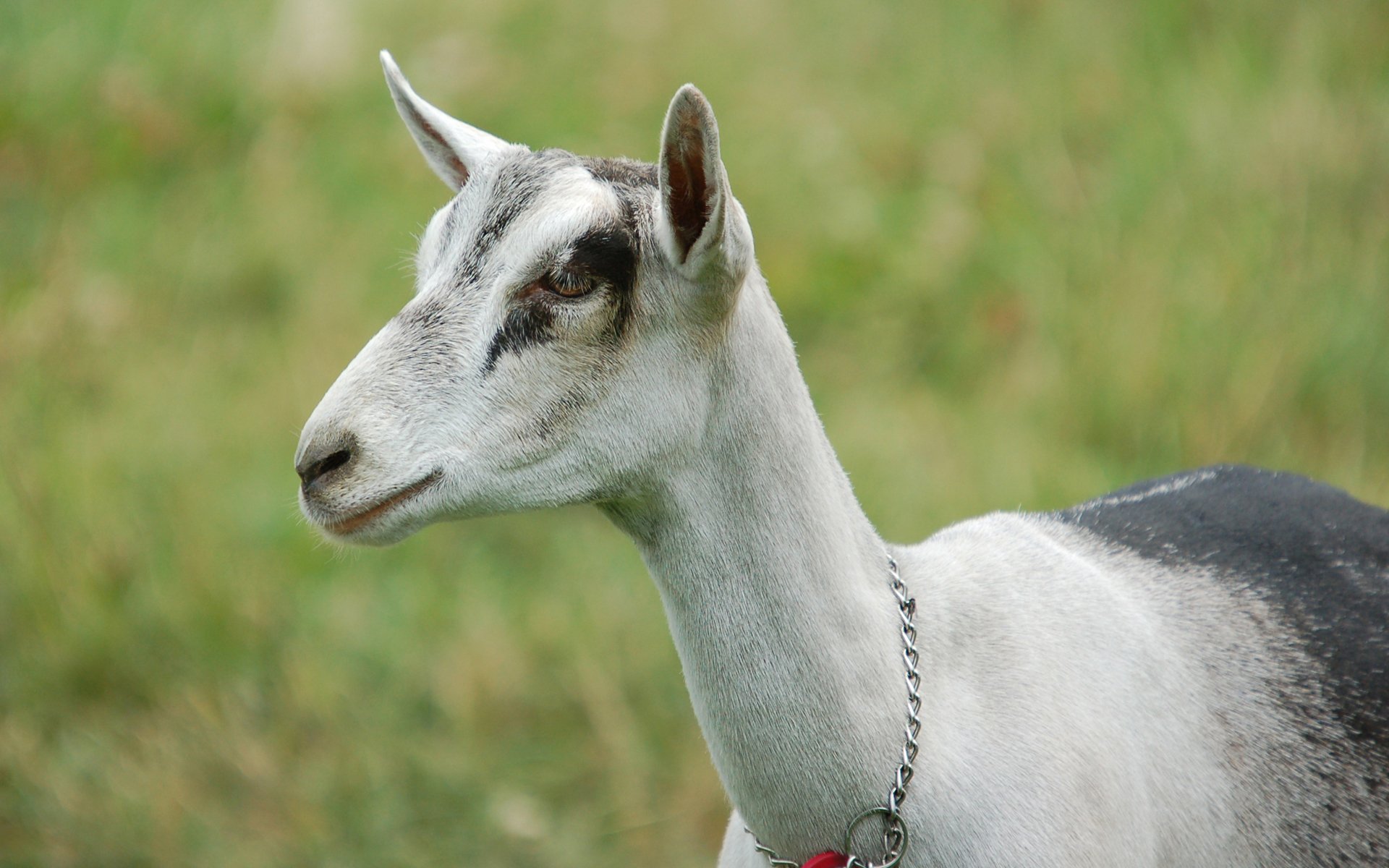 Moril-gray goat by Moril