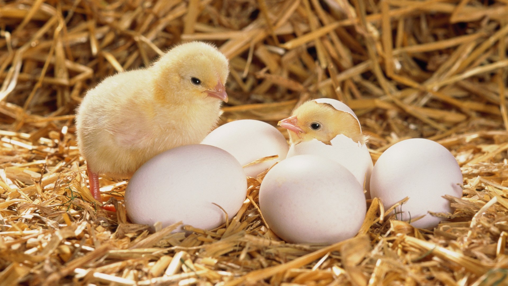 HD Wallpaper of Adorable Baby Chickens