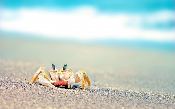 Crab 4k Ultra HD Wallpaper | Background Image | 5201x3481
