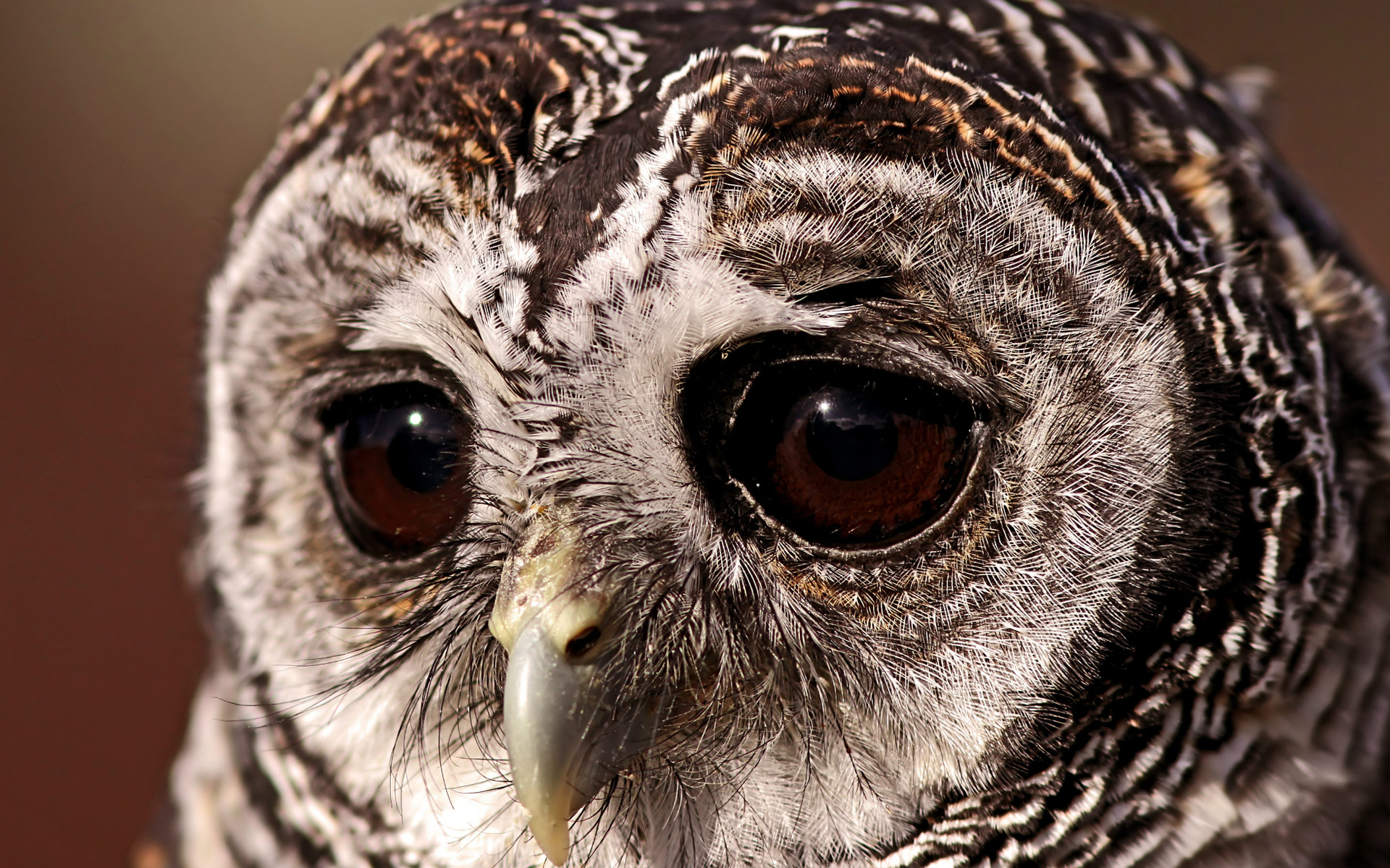 Majestic Owl HD Wallpaper: Stunning Close-Up of a Wise Night Hunter