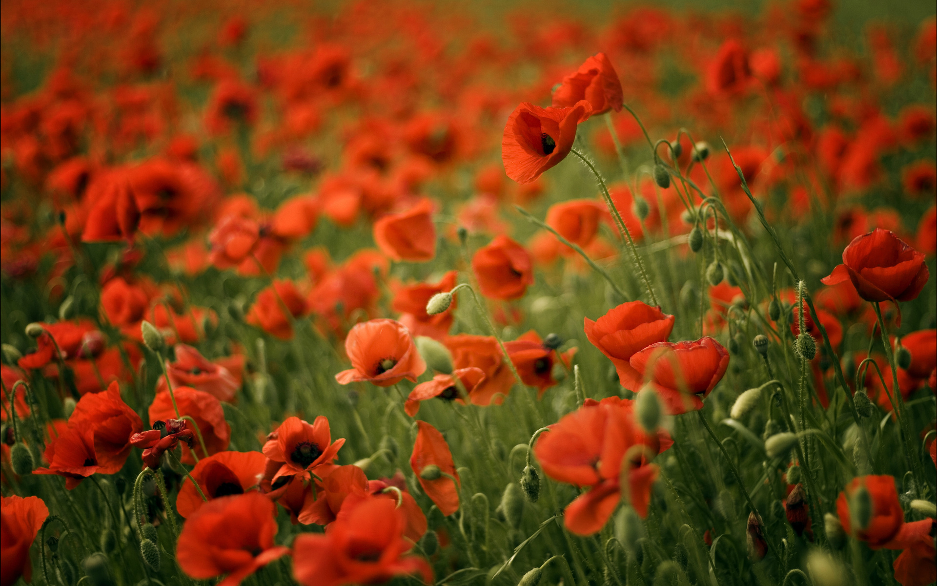 Download Nature Poppy HD Wallpaper