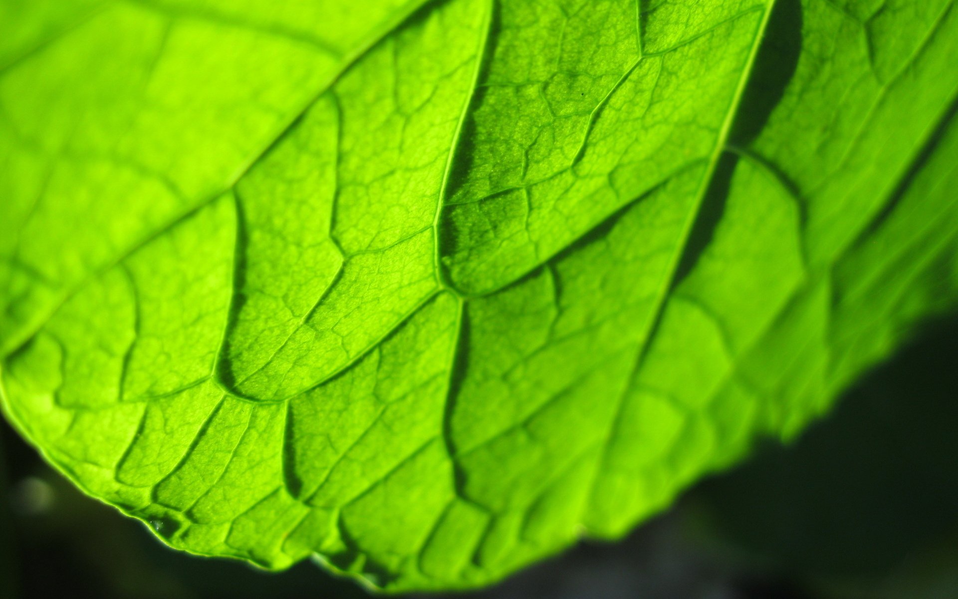Download Nature Leaf HD Wallpaper
