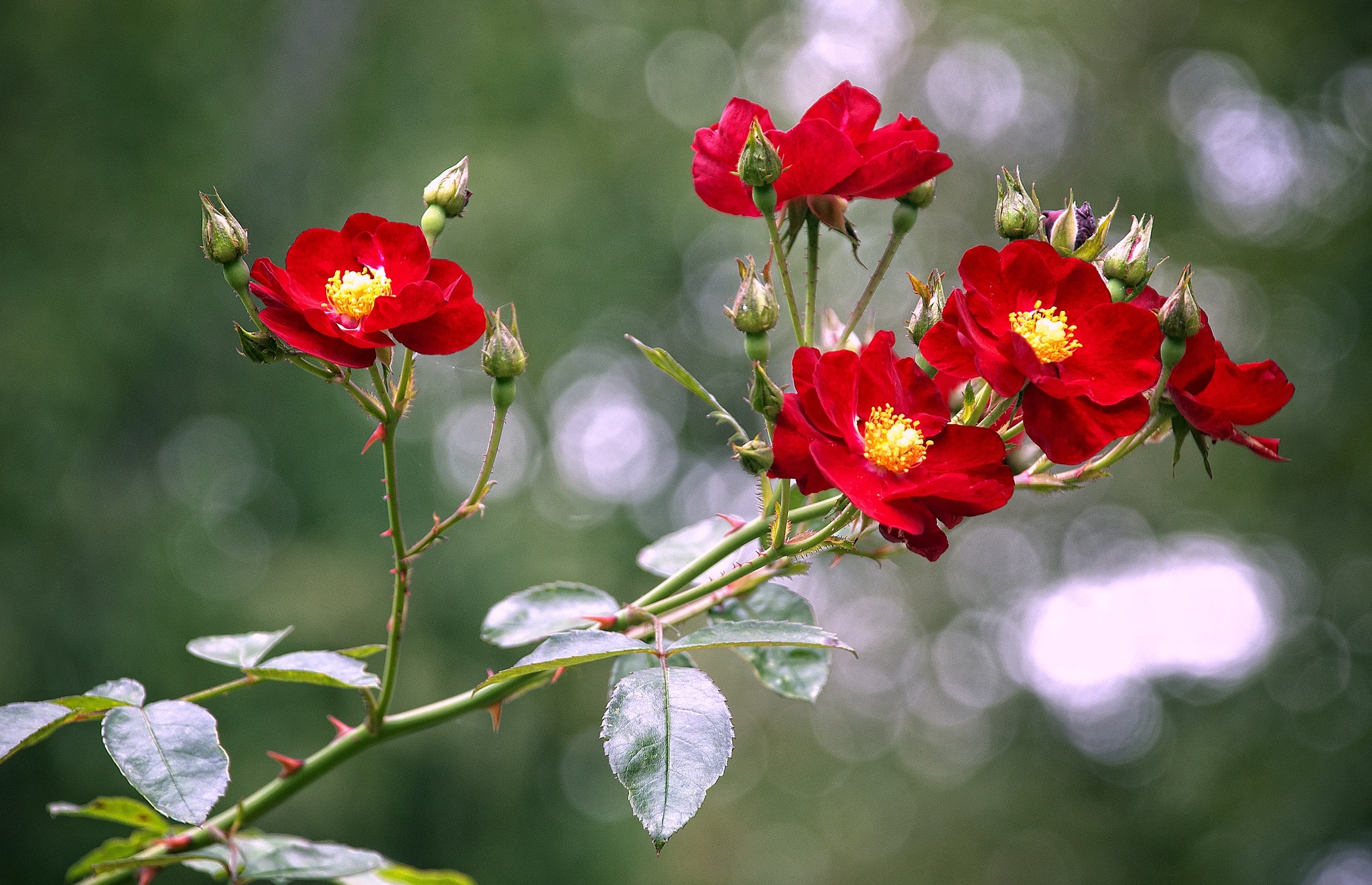 Nature Rose HD Wallpaper