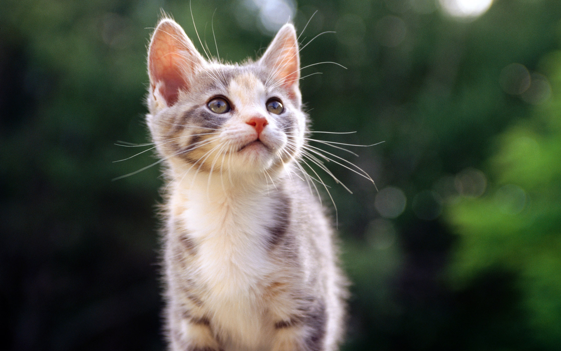 Cat HD Wallpaper