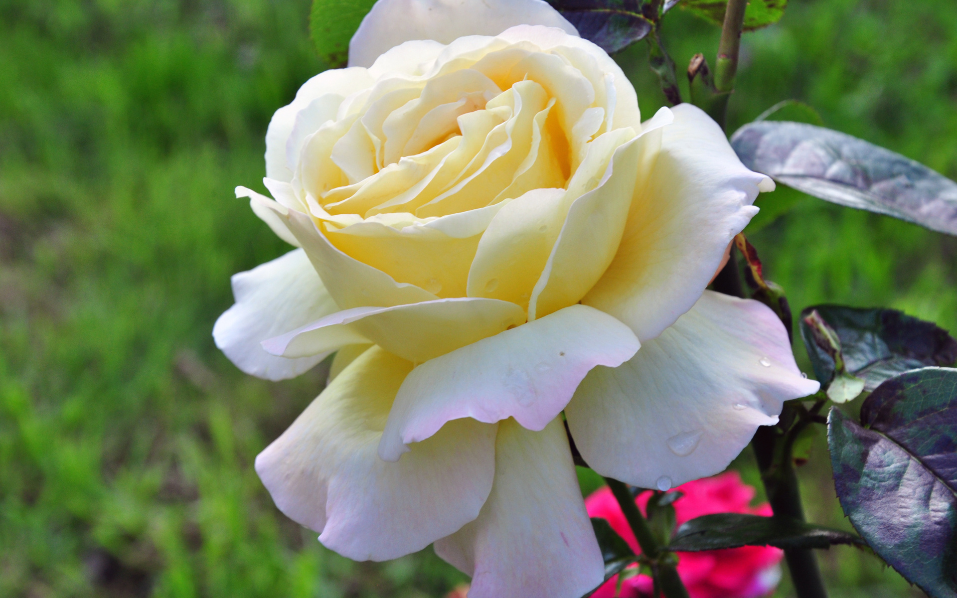 Nature Rose HD Wallpaper