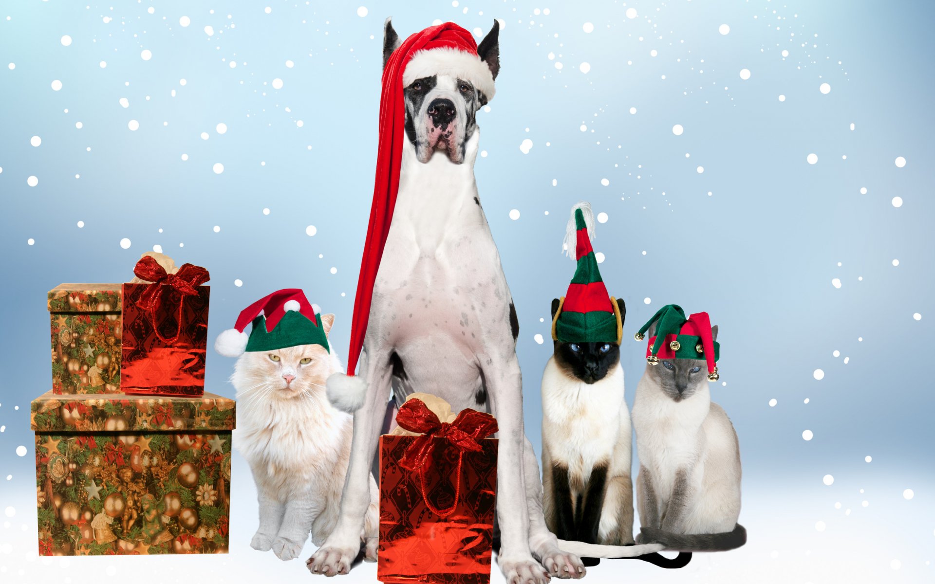 Festive Friends: HD Wallpaper of a Dog and Cats Celebrating Christmas