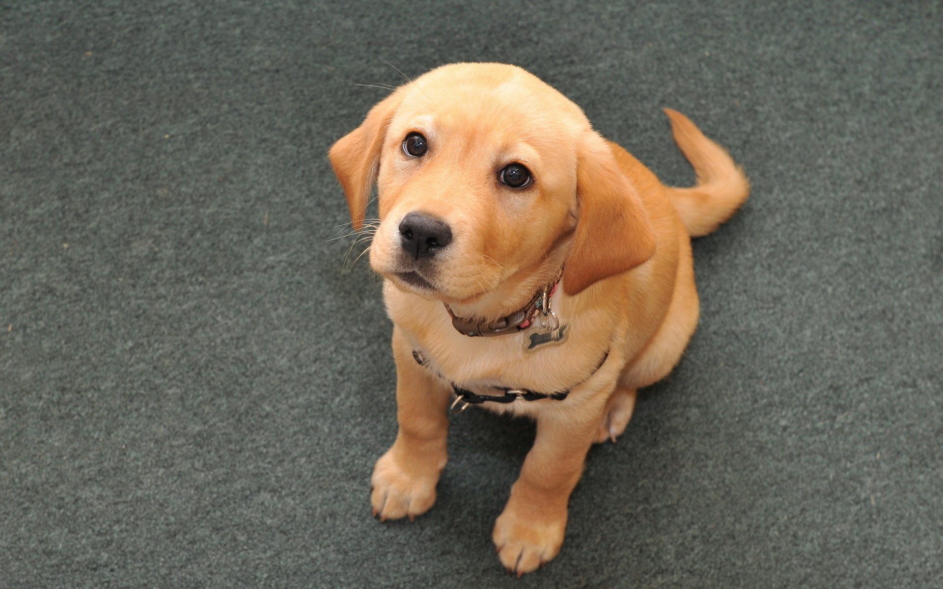 Labrador Retriever Puppy HD Wallpaper