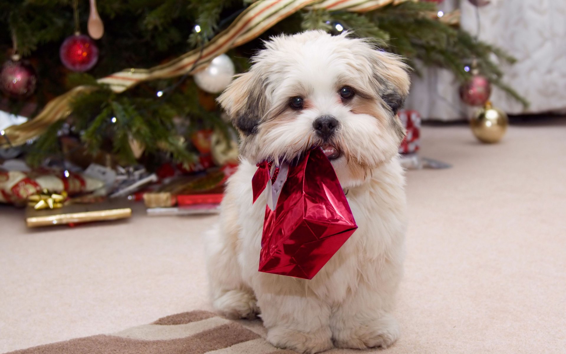 Festive Puppy HD Wallpaper