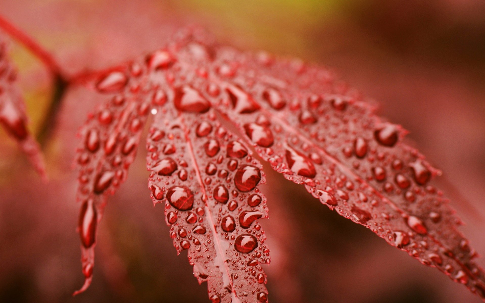 HD Nature Close-Up: Dew-Kissed Red Leaf Beauty