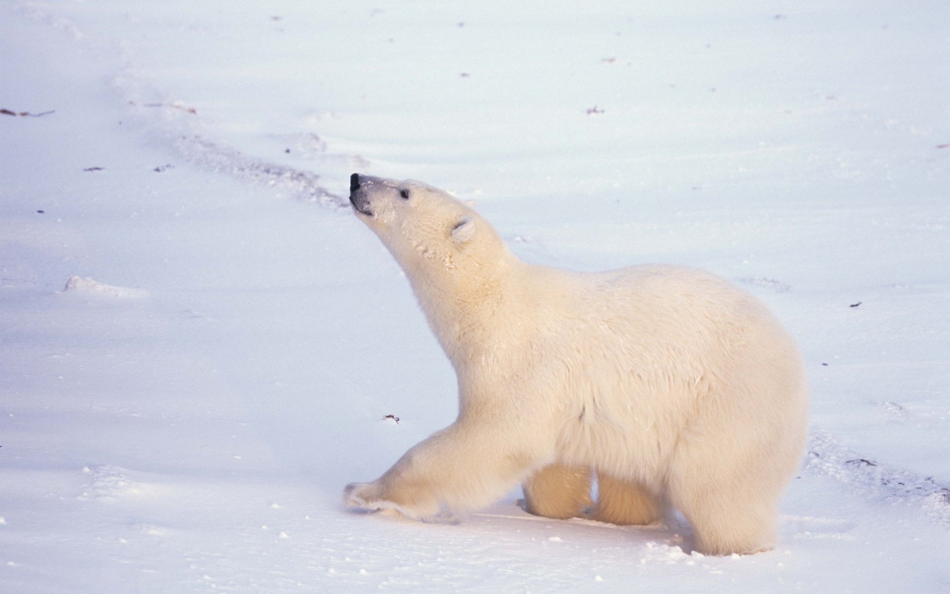 Download Animal Polar Bear HD Wallpaper | 2560x1600 | Wallpaper Abyss