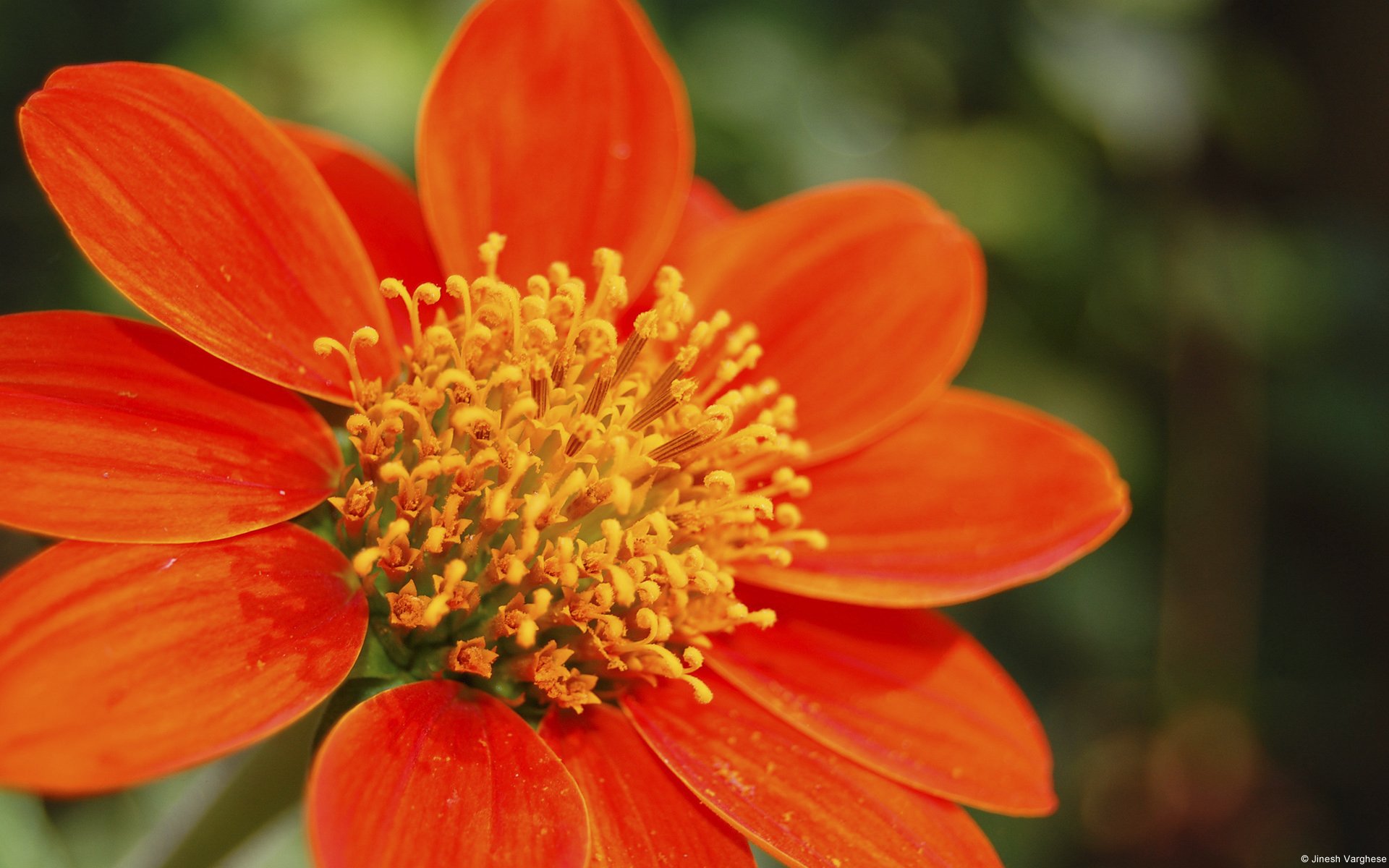 Download Nature Flower HD Wallpaper