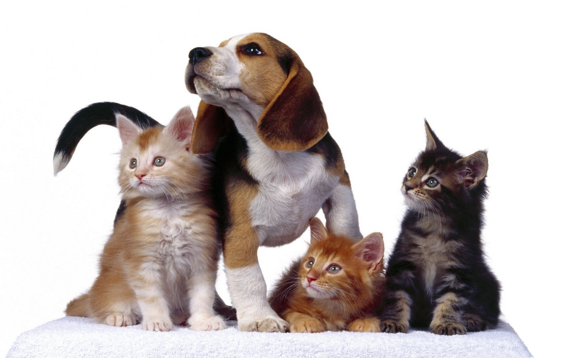 Adorable Baby Animals HD: Playful Puppy and Curious Kittens