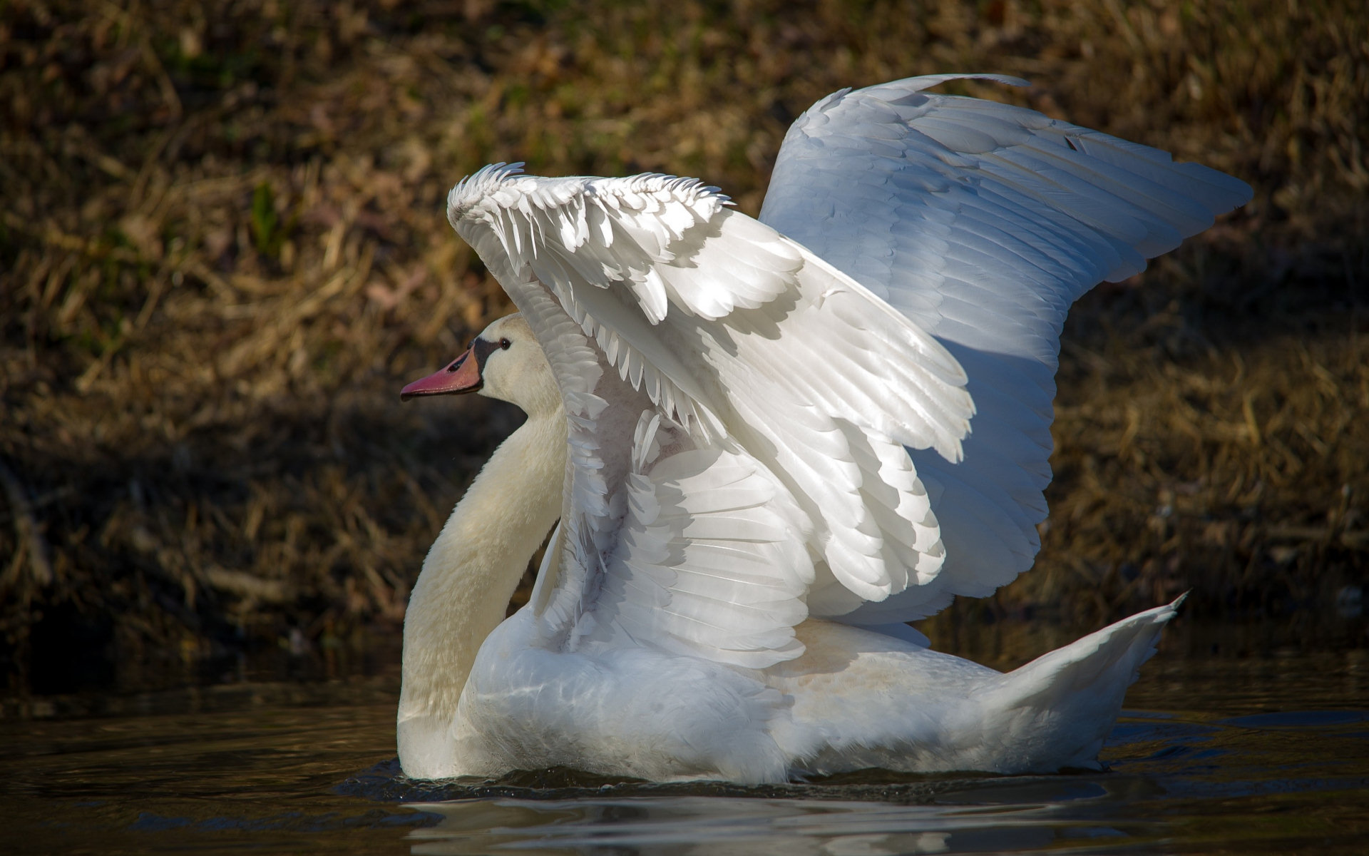 Download Animal Mute Swan HD Wallpaper