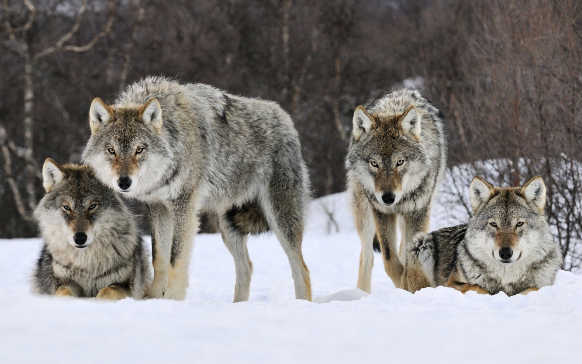 Majestic Wolves in HD: A Stunning Winter Wallpaper