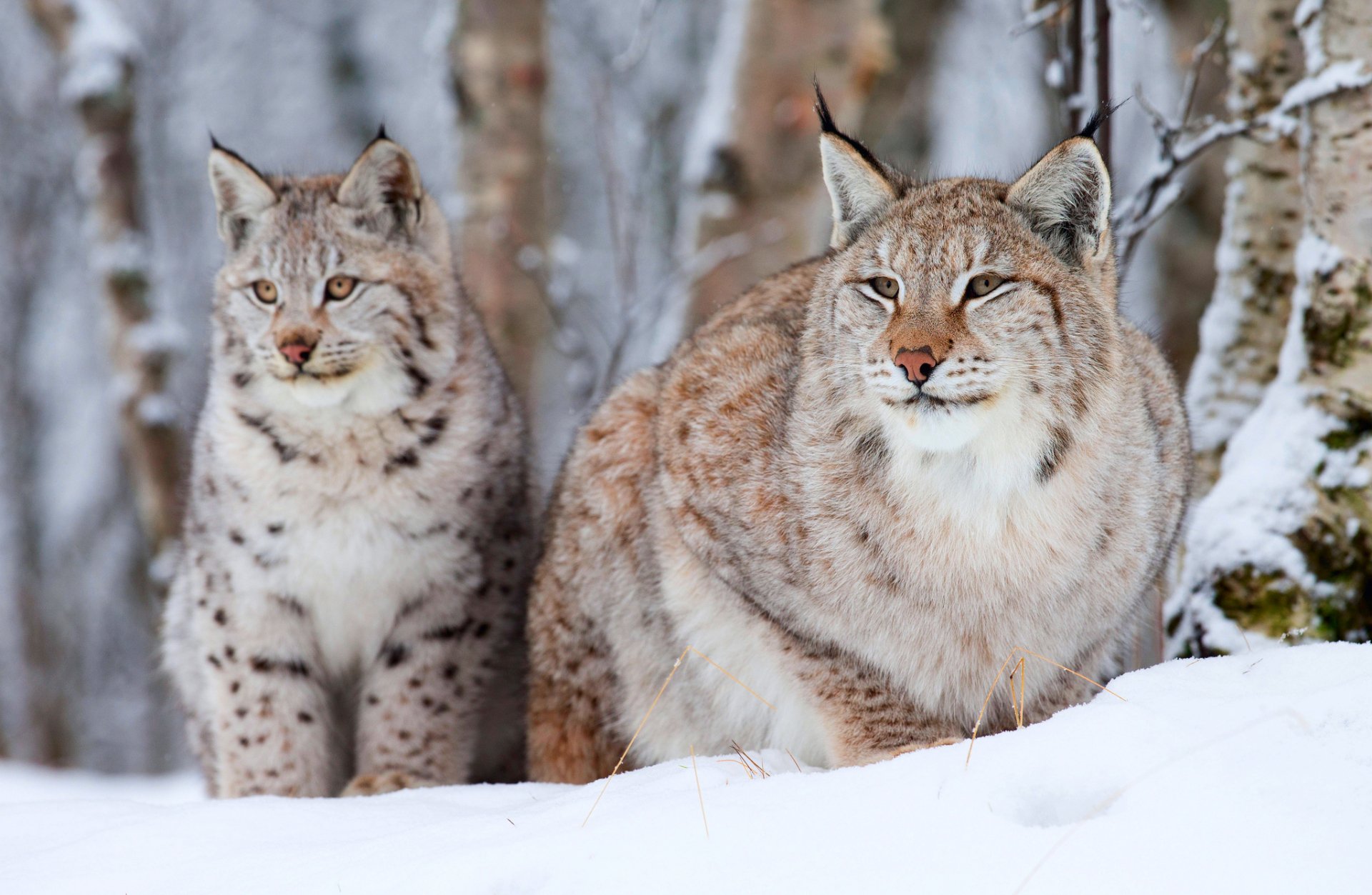 Majestic Bobcats in Winter: HD Wildlife Wallpaper