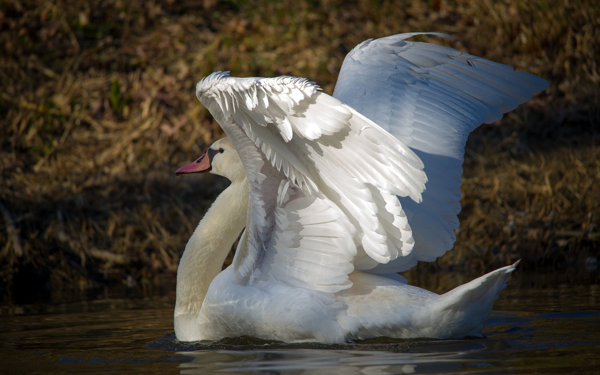 Silent Majesty — HD Mute Swan Wallpaper