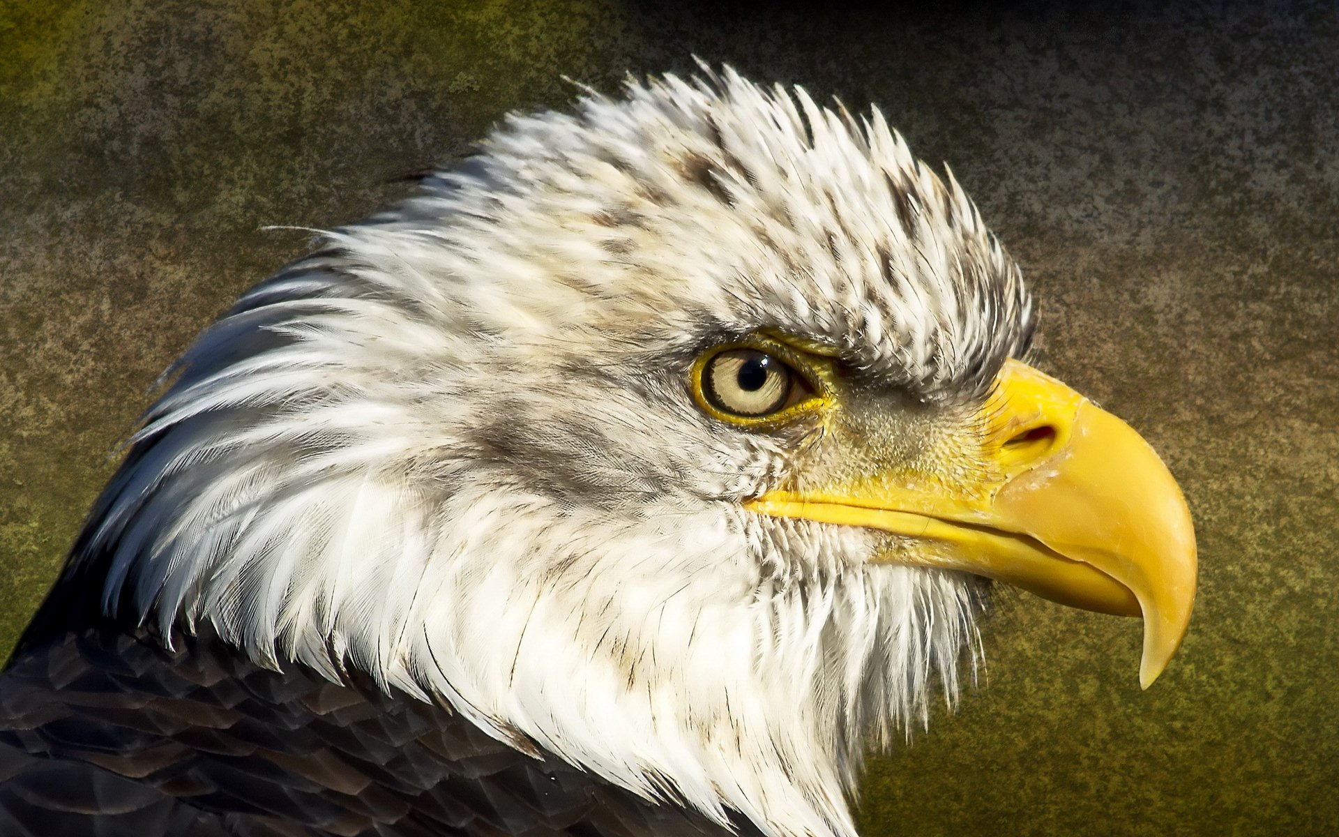 Majestic Eagle HD Wallpaper – Stunning Bird of Prey Close-Up