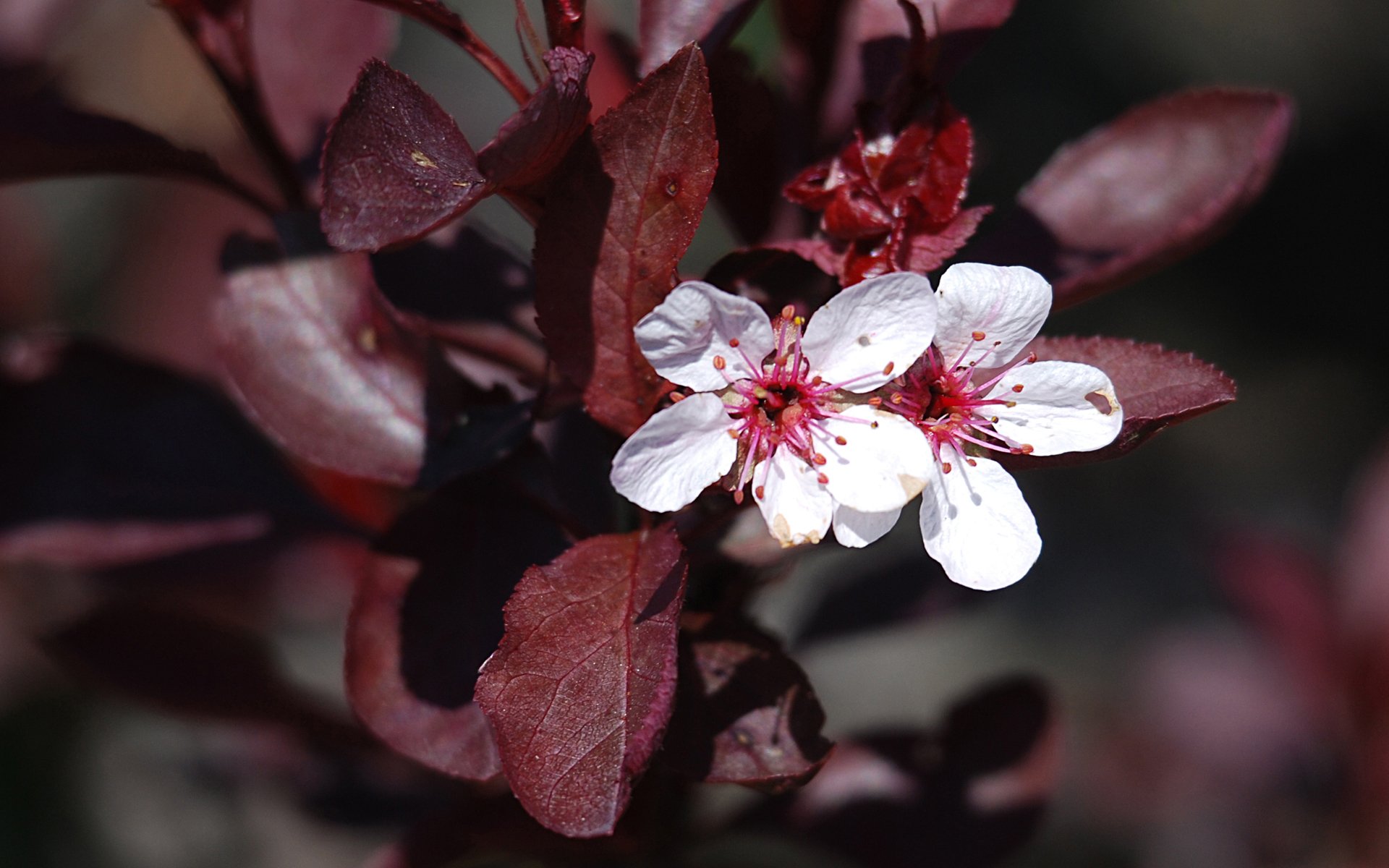 Moril-fleur délicate by Moril