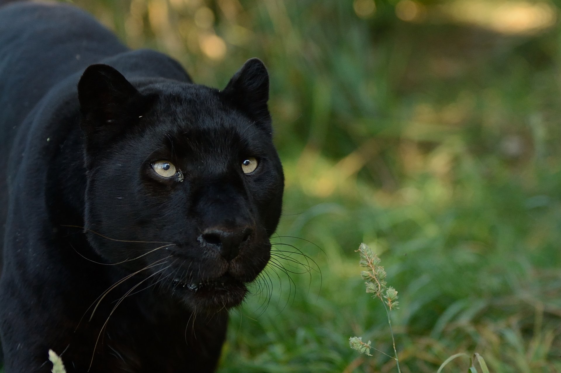 Download Animal Black Panther HD Wallpaper