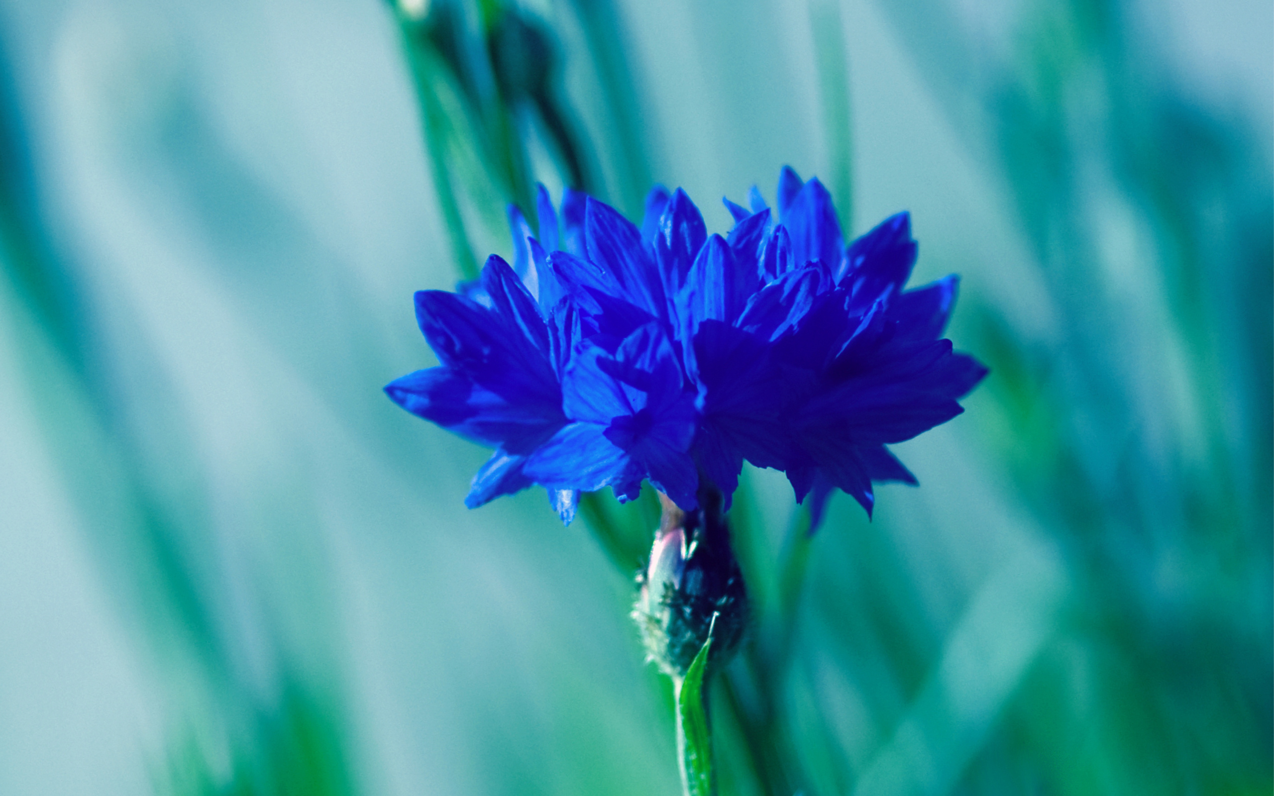 Vibrant Blue Bloom: HD Nature Flower Wallpaper