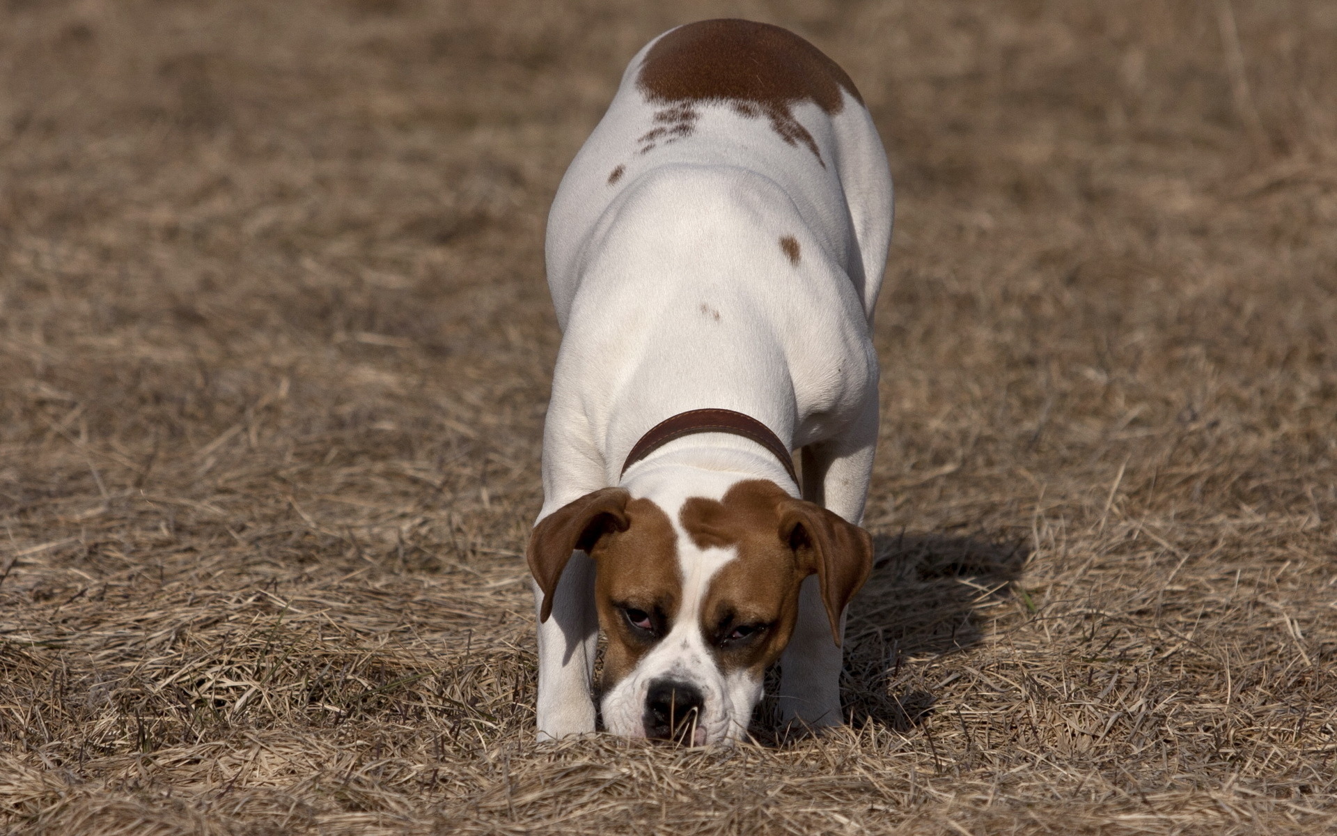 High Resolution Images Of Dogs