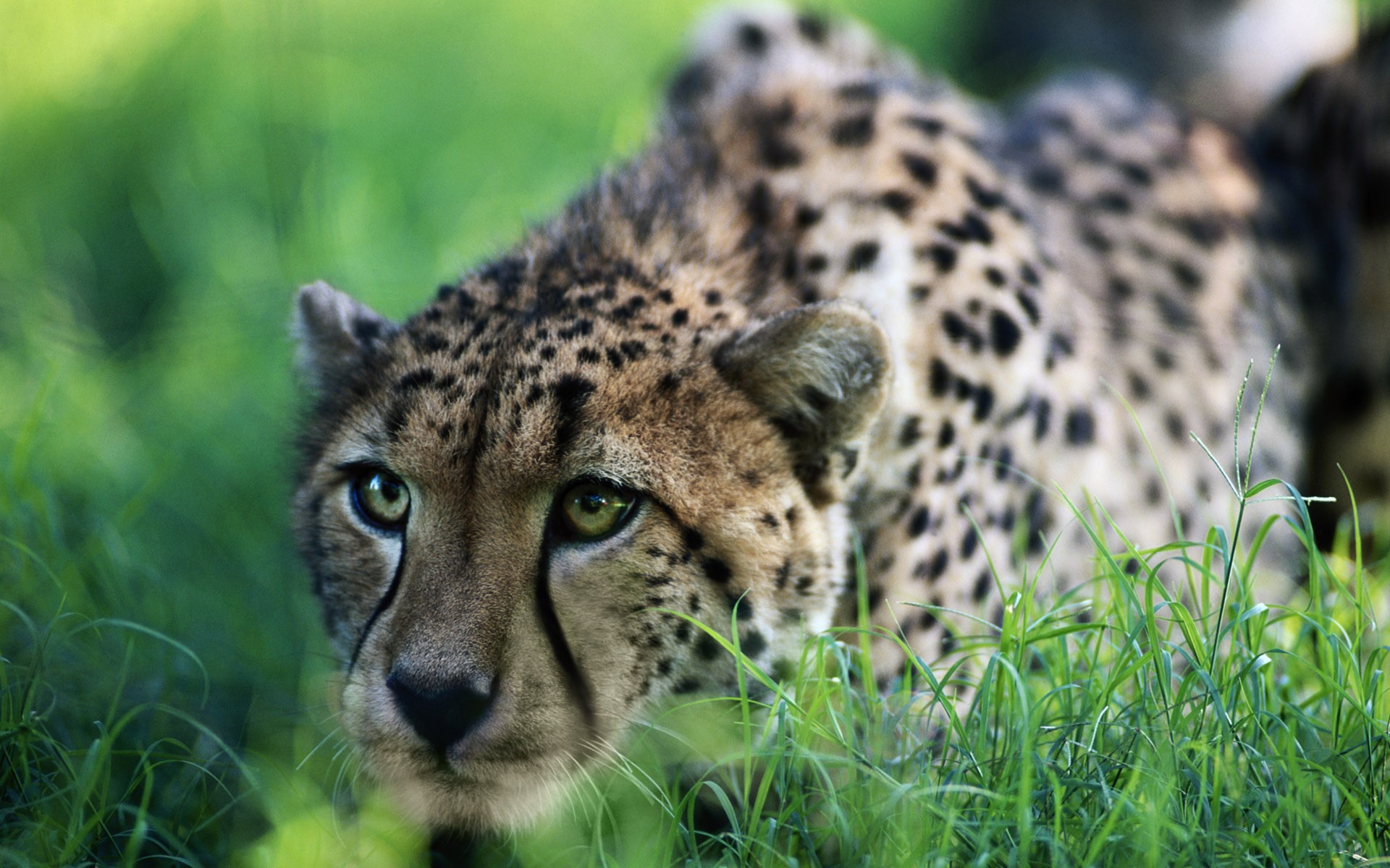 Majestic Cheetah in HD – Wild Animal Beauty Wallpaper