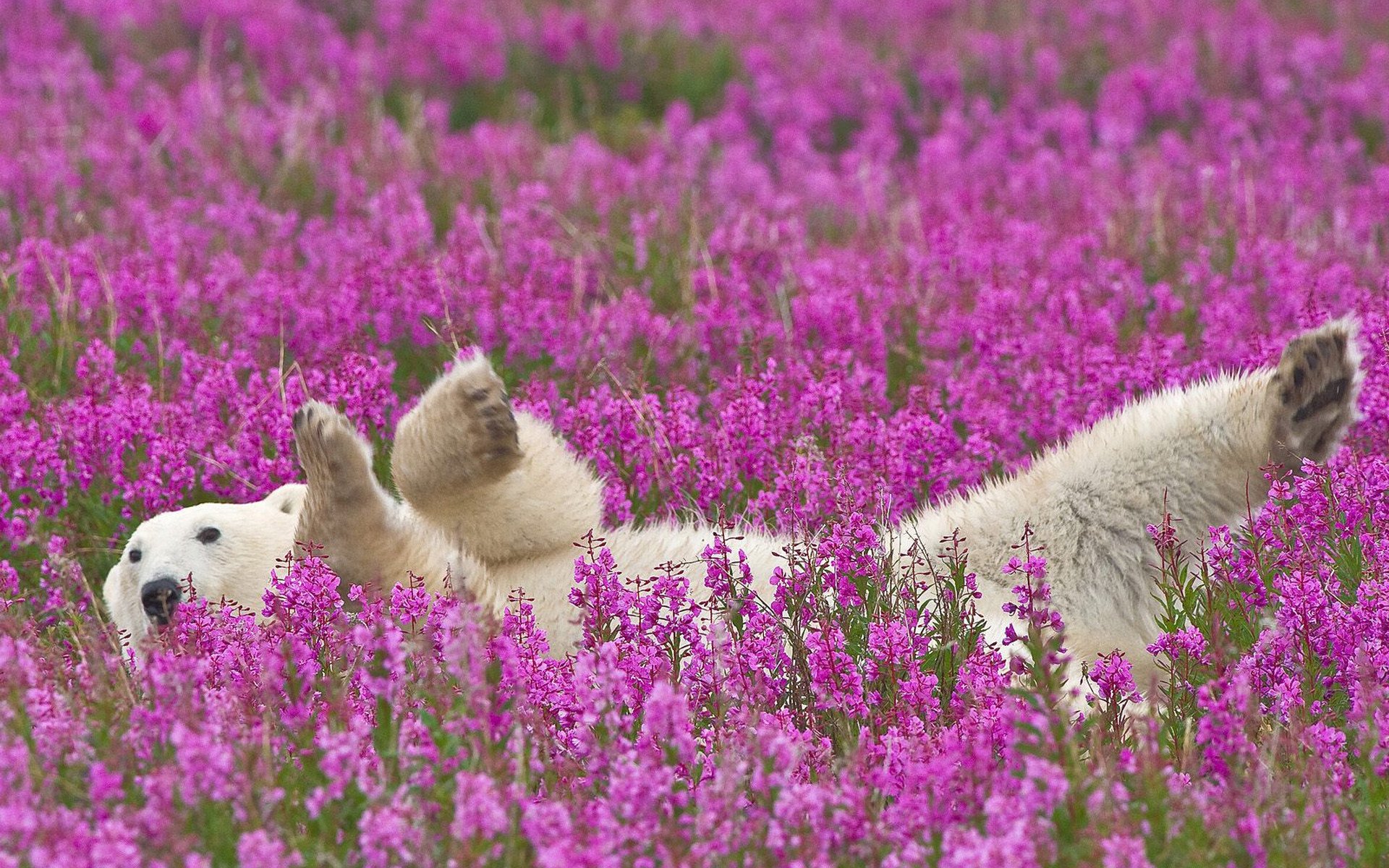 Polar Bear in Pink Flower Fields: HD Wallpaper