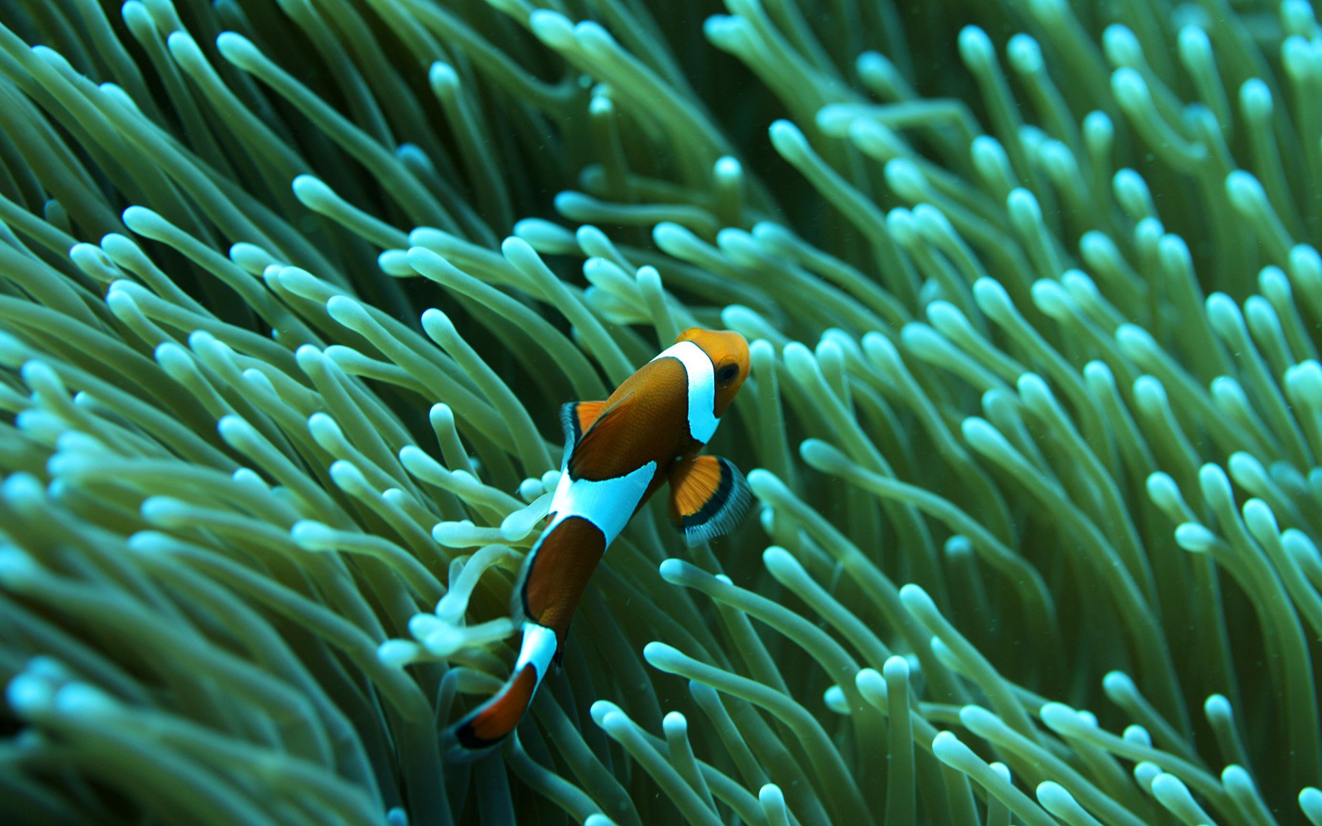 Download Fish Animal Clownfish HD Wallpaper | 1920x1200 | Wallpaper Abyss