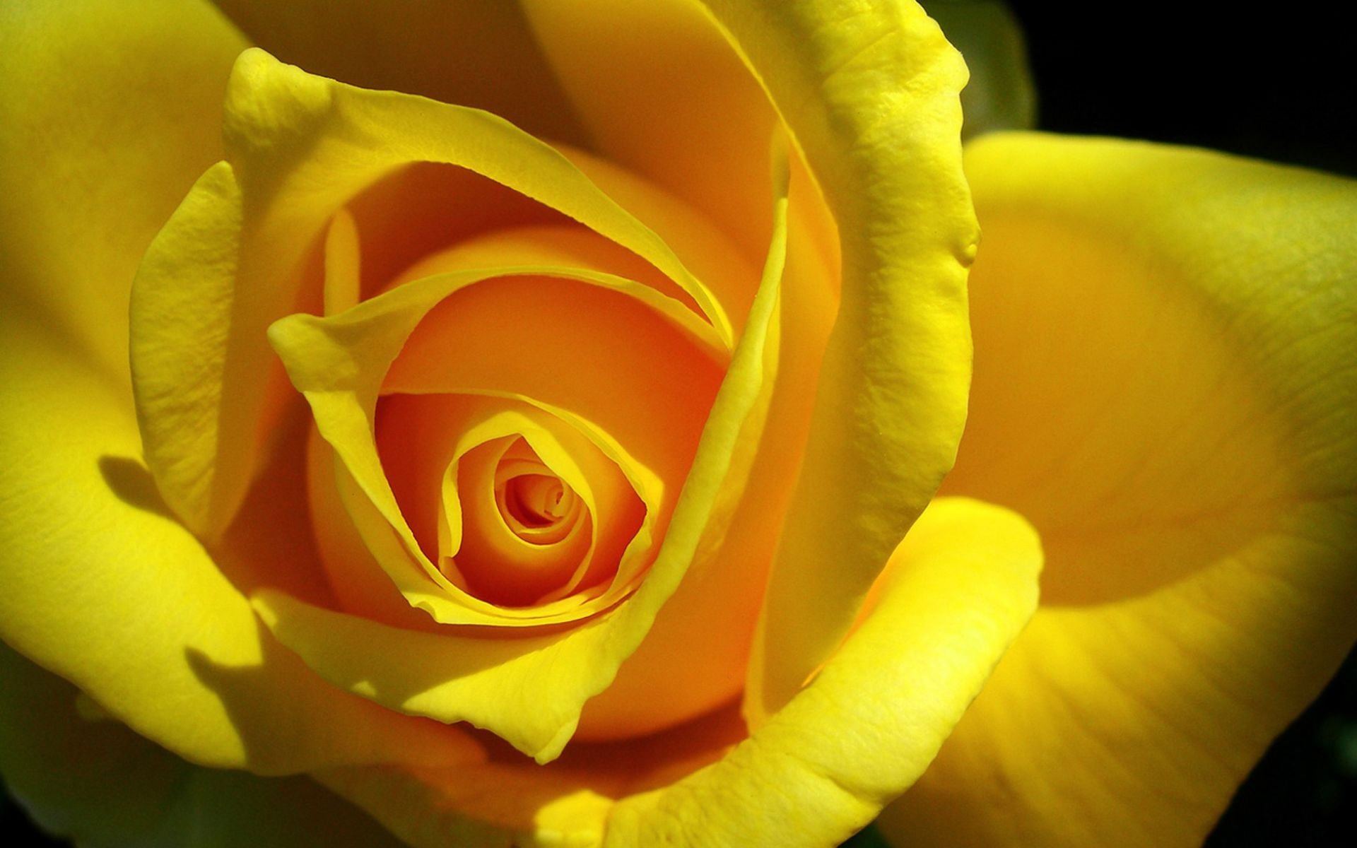 Radiant Yellow Rose: HD Close-Up Nature Wallpaper | 1920x1200 ...