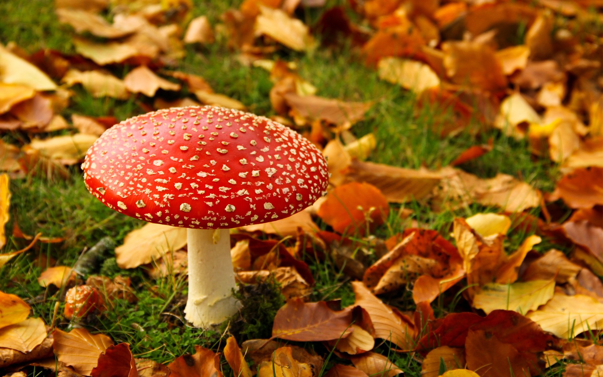 Download Nature Mushroom HD Wallpaper
