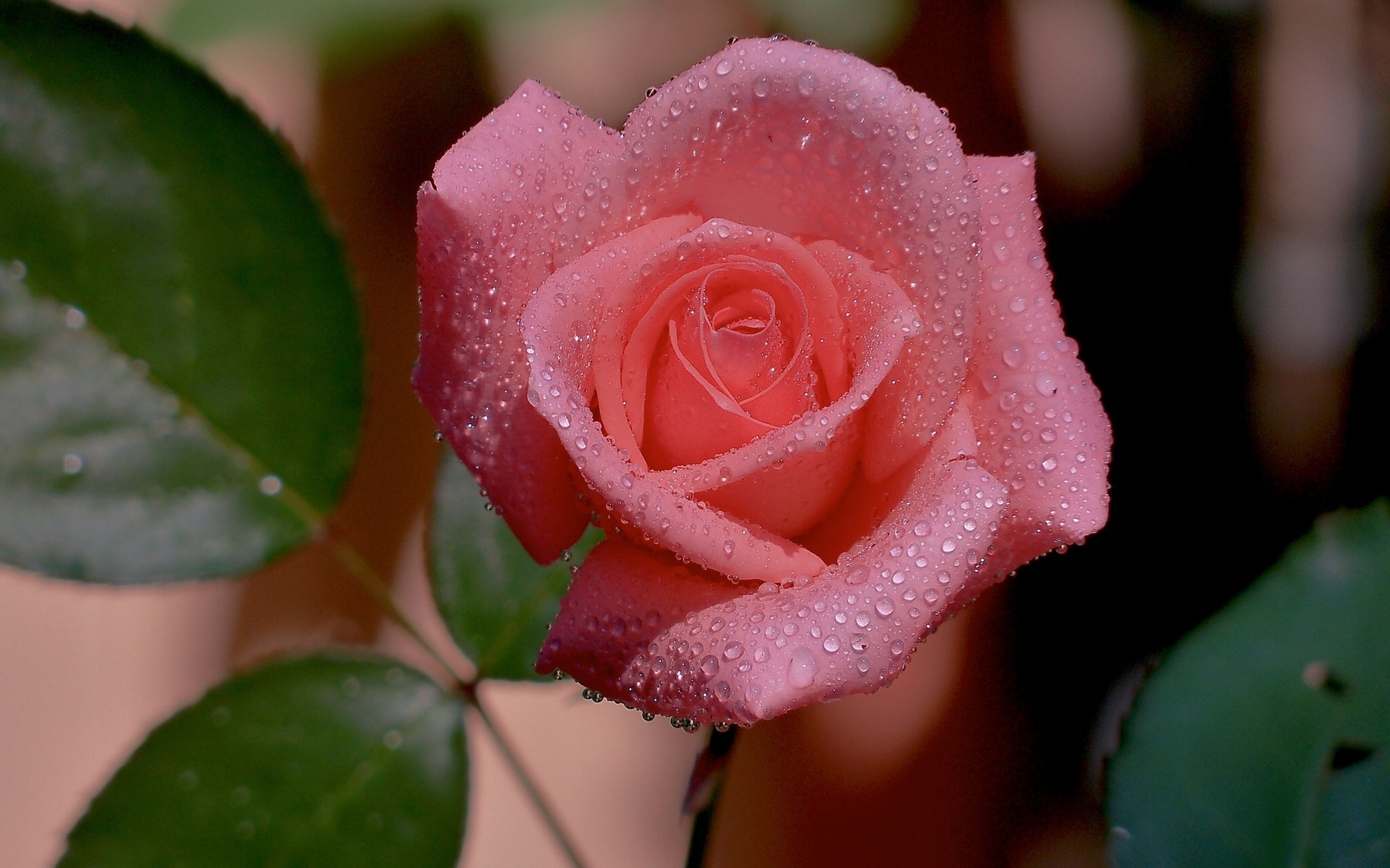 Serene Rose: An HD Wallpaper of Nature's Beauty