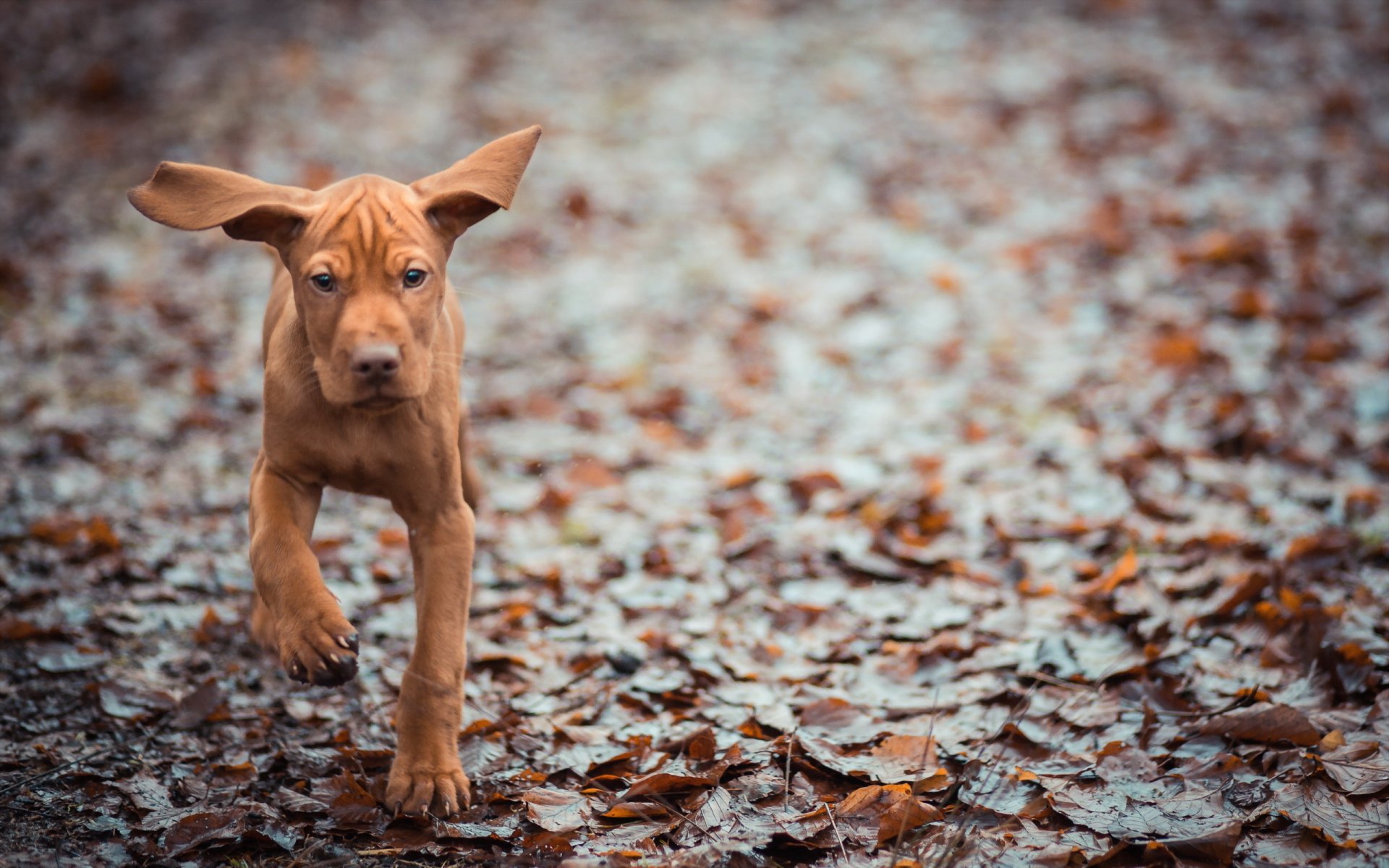 Download Vizsla Baby Animal Puppy Animal Dog HD Wallpaper