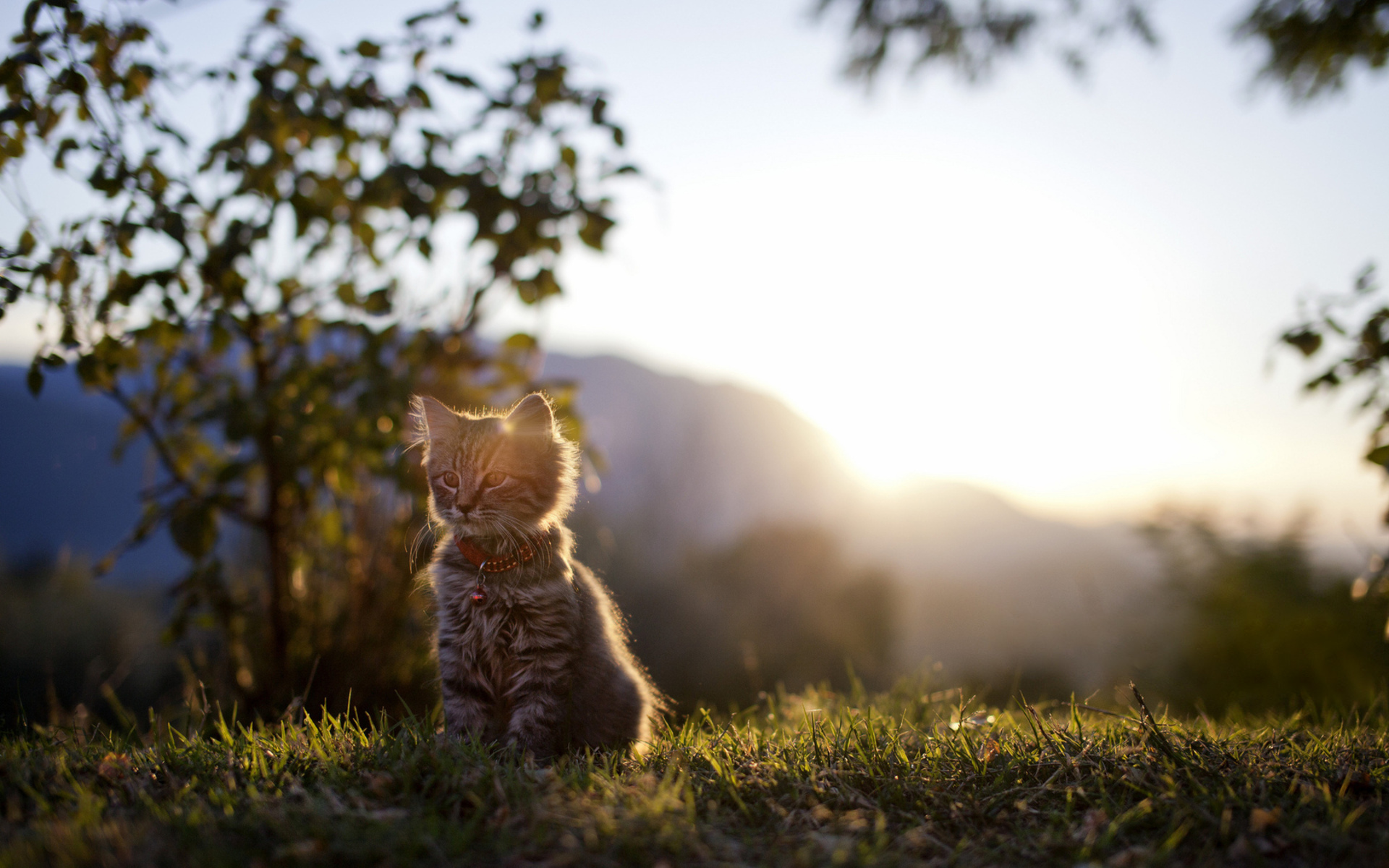 Charming Cat Portrait: HD Wallpaper for Animal Lovers