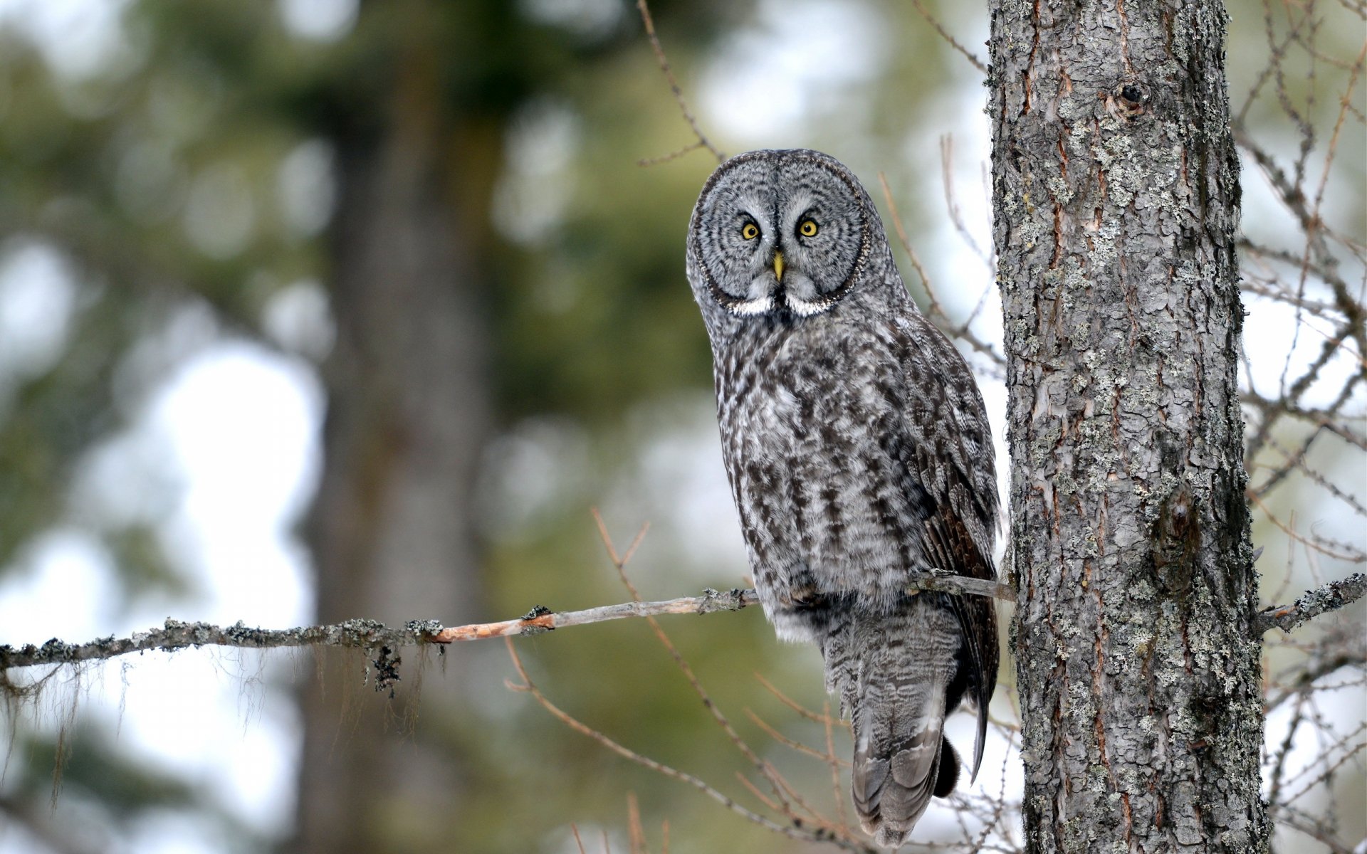 Majestic Owl HD Wallpaper: Nature's Night Hunter