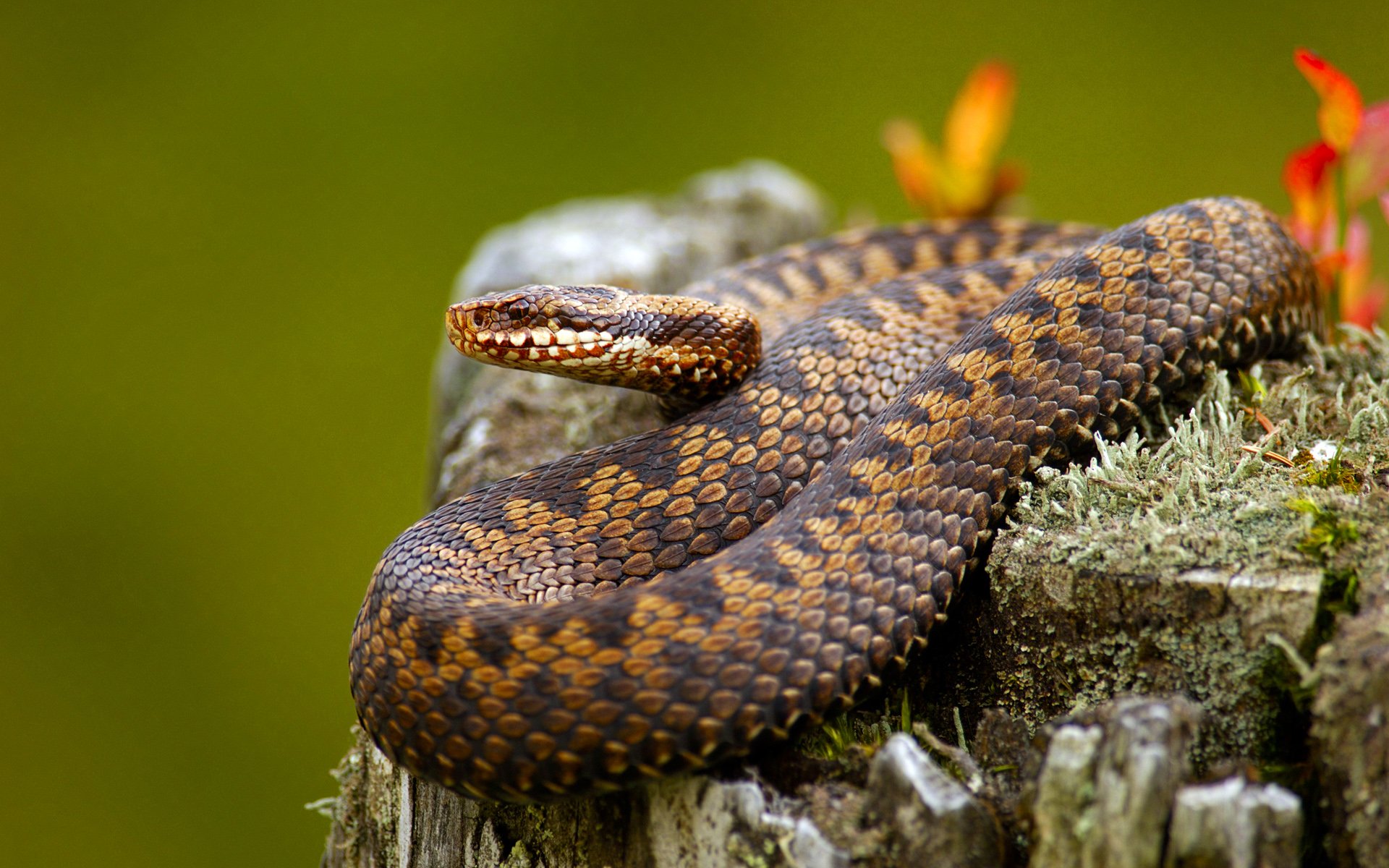 Wallpapers Reptile Snake Solid