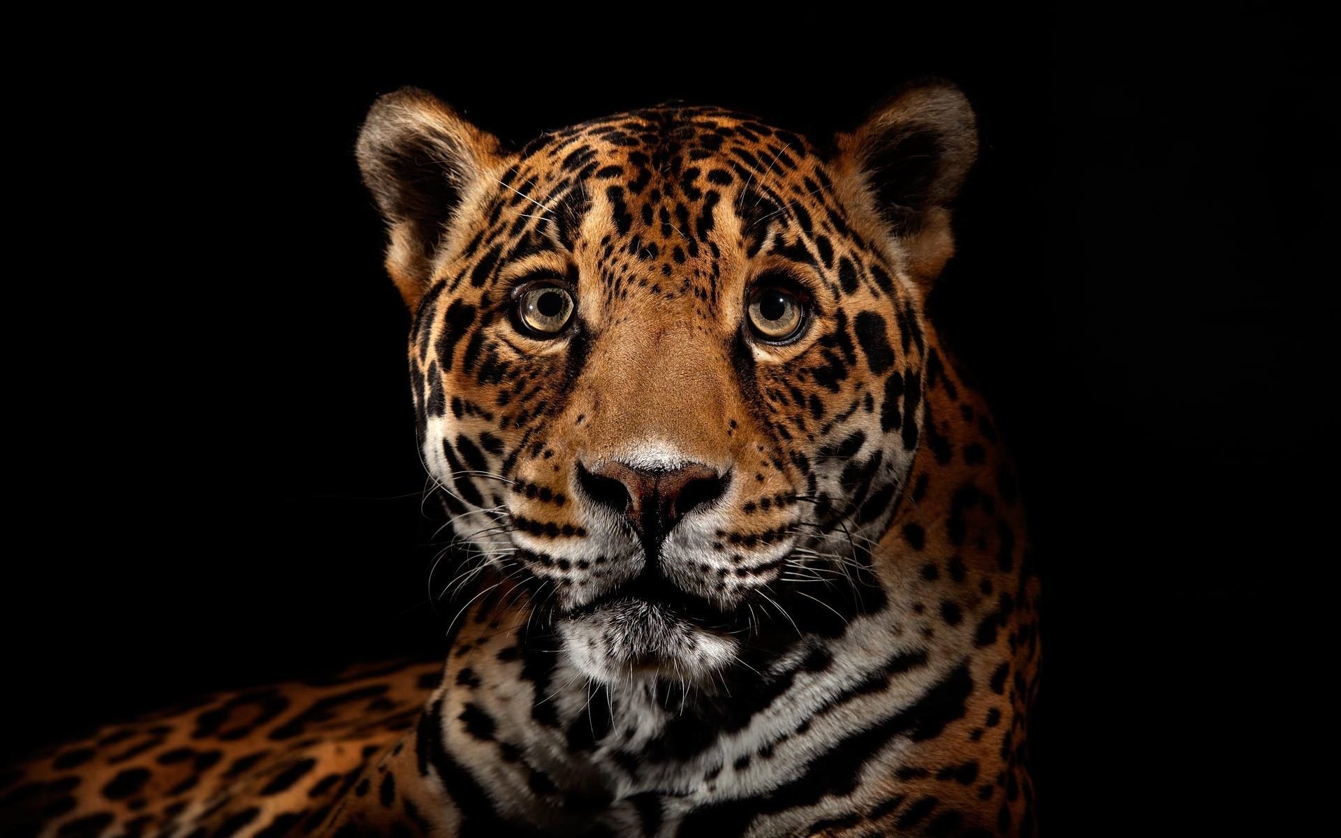 Download Animal Leopard HD Wallpaper