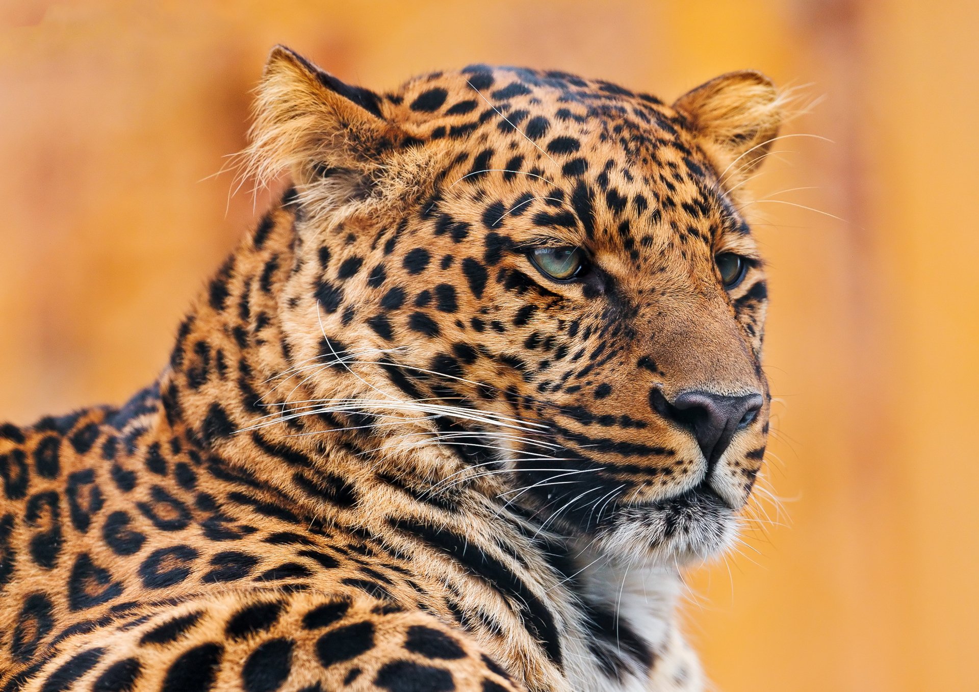 Download Animal Leopard HD Wallpaper | 2830x2000 | Wallpaper Abyss