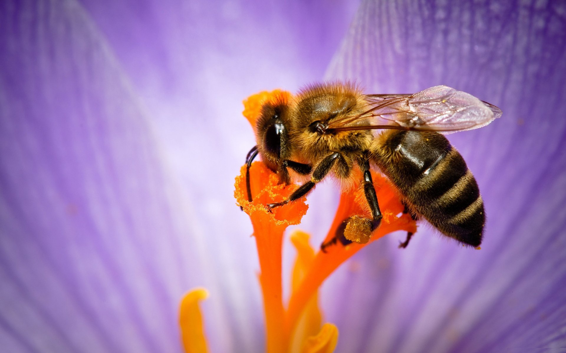 Vibrant HD Bee on Purple Blossom – Stunning Animal Wallpaper ...