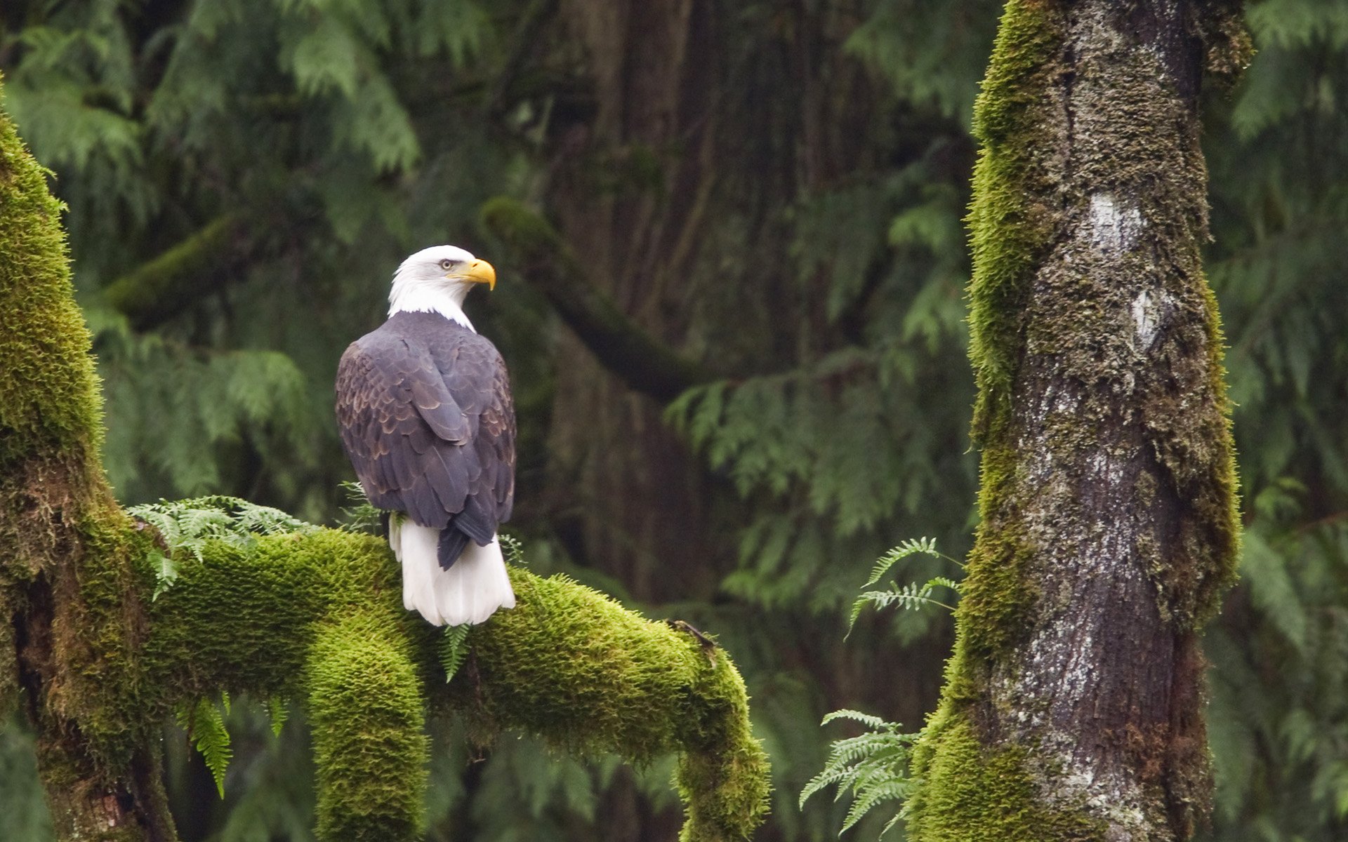 Majestic Eagle Perched in Lush Forest | HD Wildlife Wallpaper