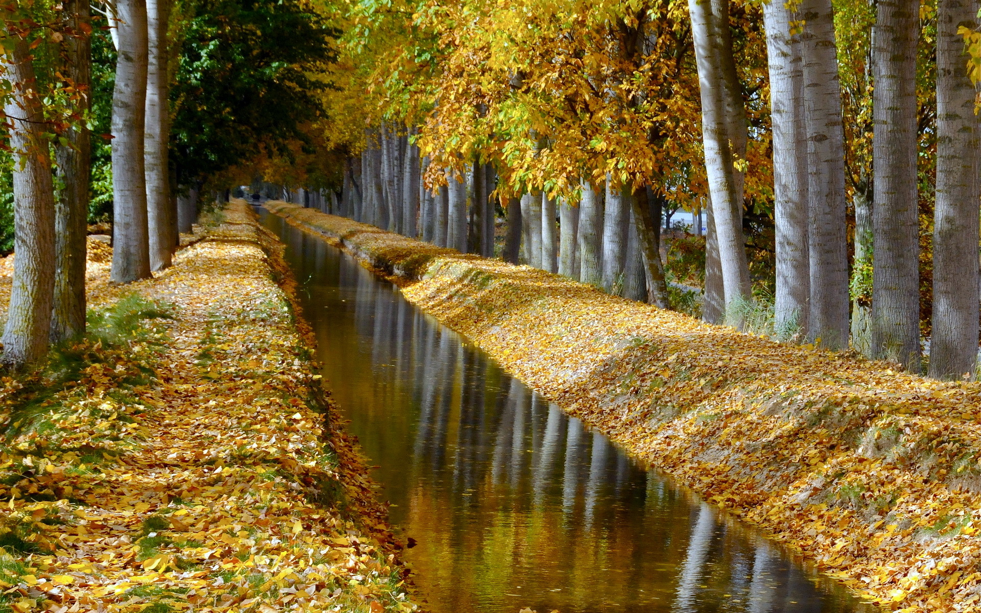 HD Serenity: Autumn’s Golden Nature Pathway