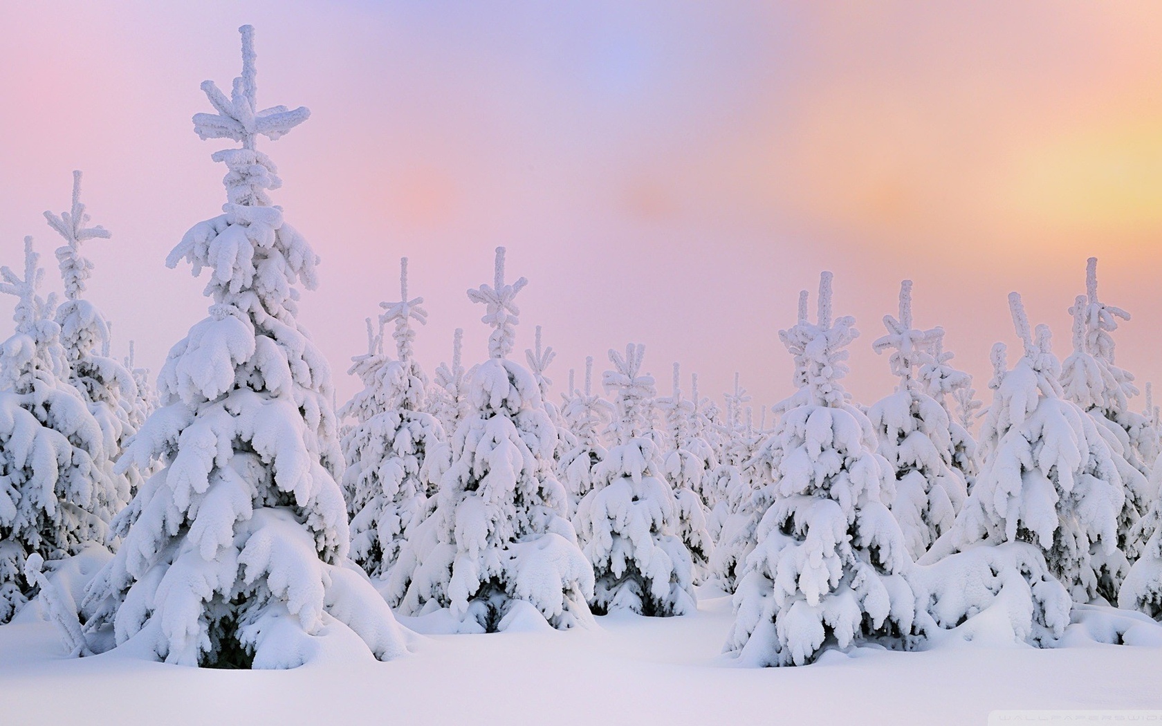 Winter's Embrace: Stunning HD Nature Wallpaper