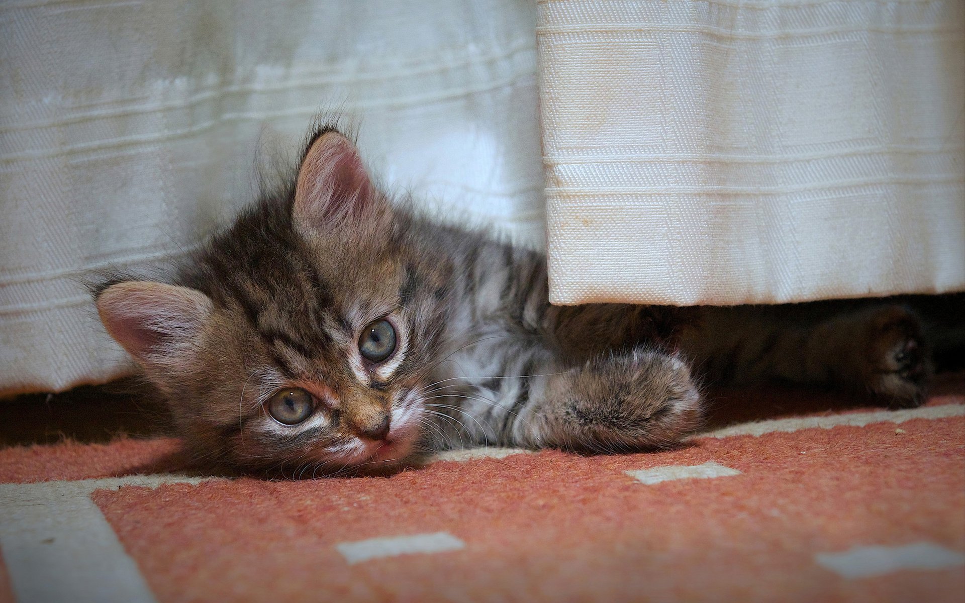 HD Kitten Cuddle: Adorable Cat in Cozy Hideaway | 1920x1200 | Wallpaper ...