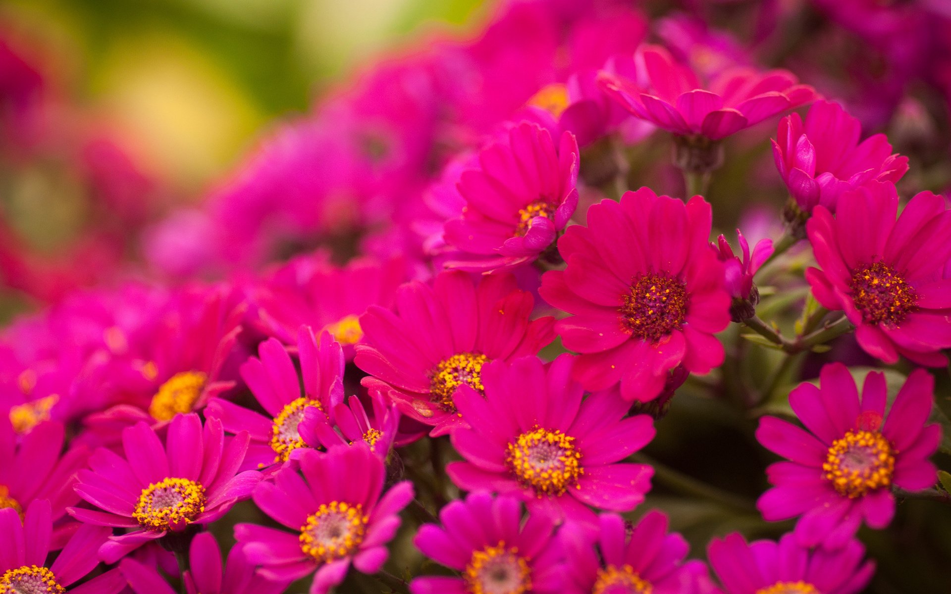 Nature Flower HD Wallpaper