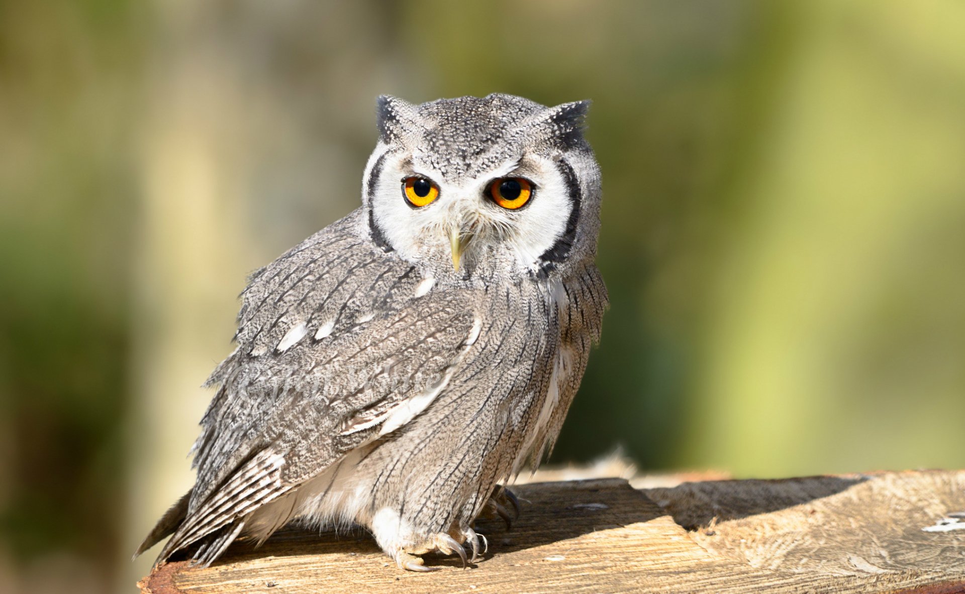 Majestic Owl HD Wallpaper | 2032x1252 | Wallpaper Abyss