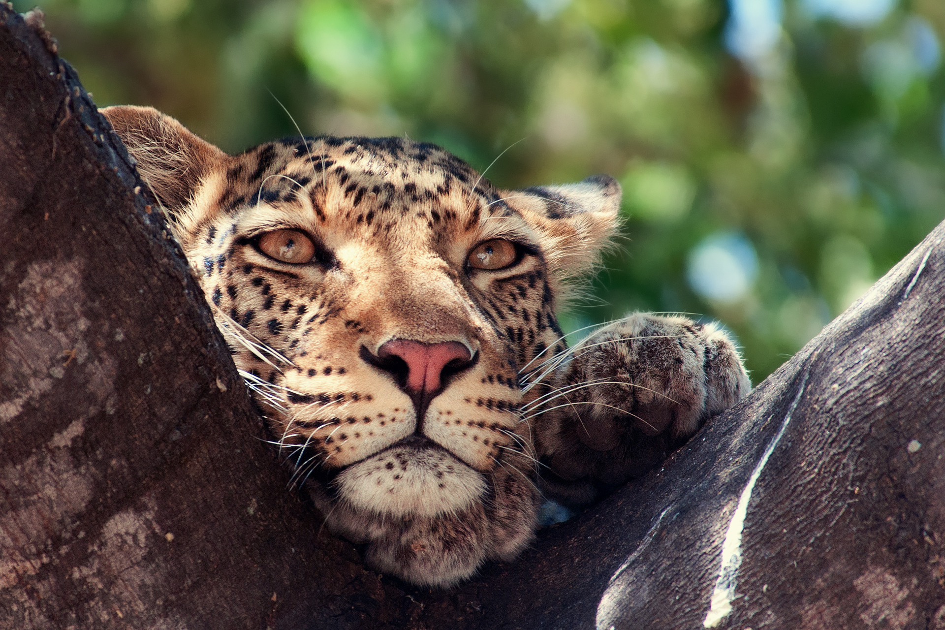 Majestic Leopard in HD: Nature's Stealthy Beauty Wallpaper
